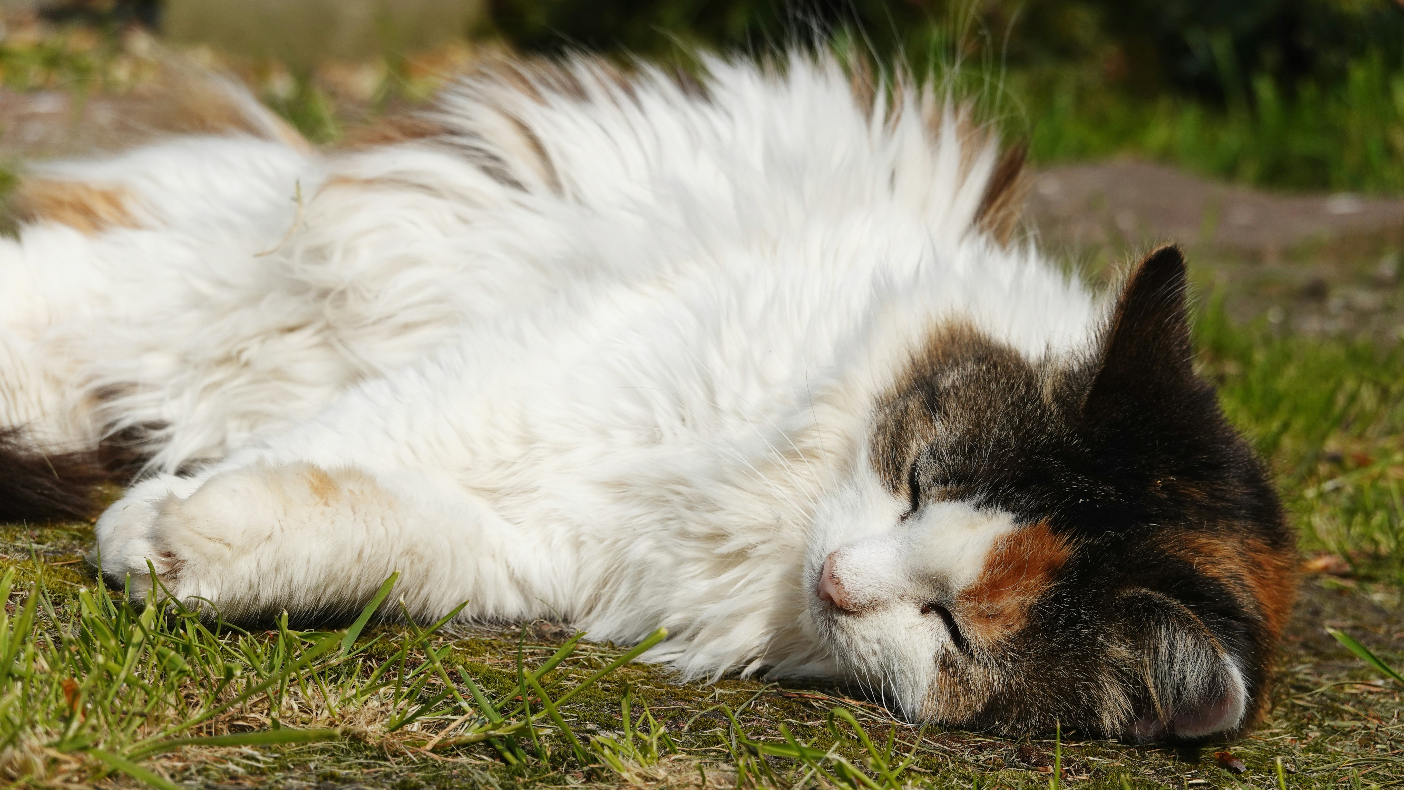 Sunlit Slumber: a Calico Cat Resting in Grass