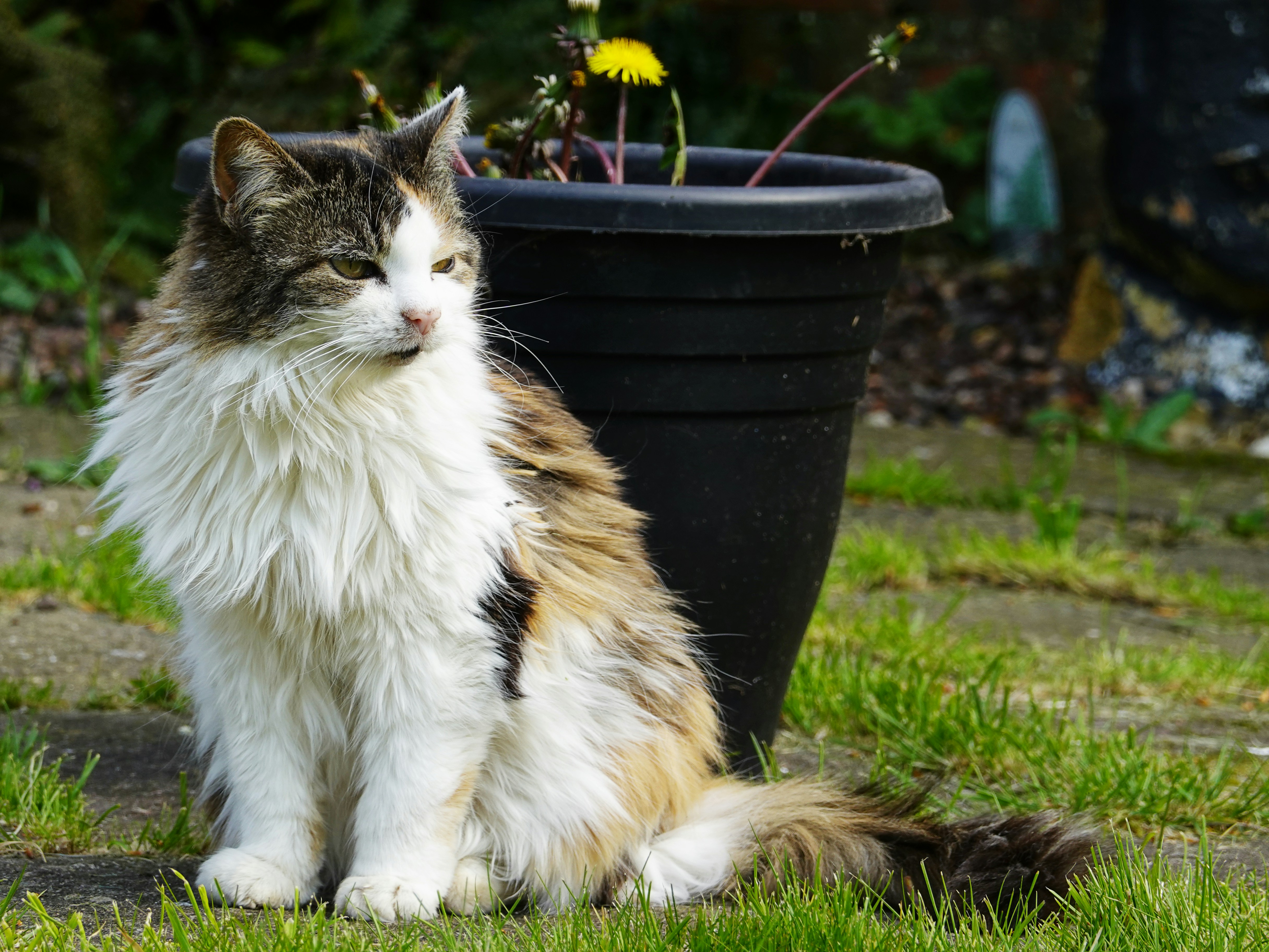 Calico Cat in a Garden Frame