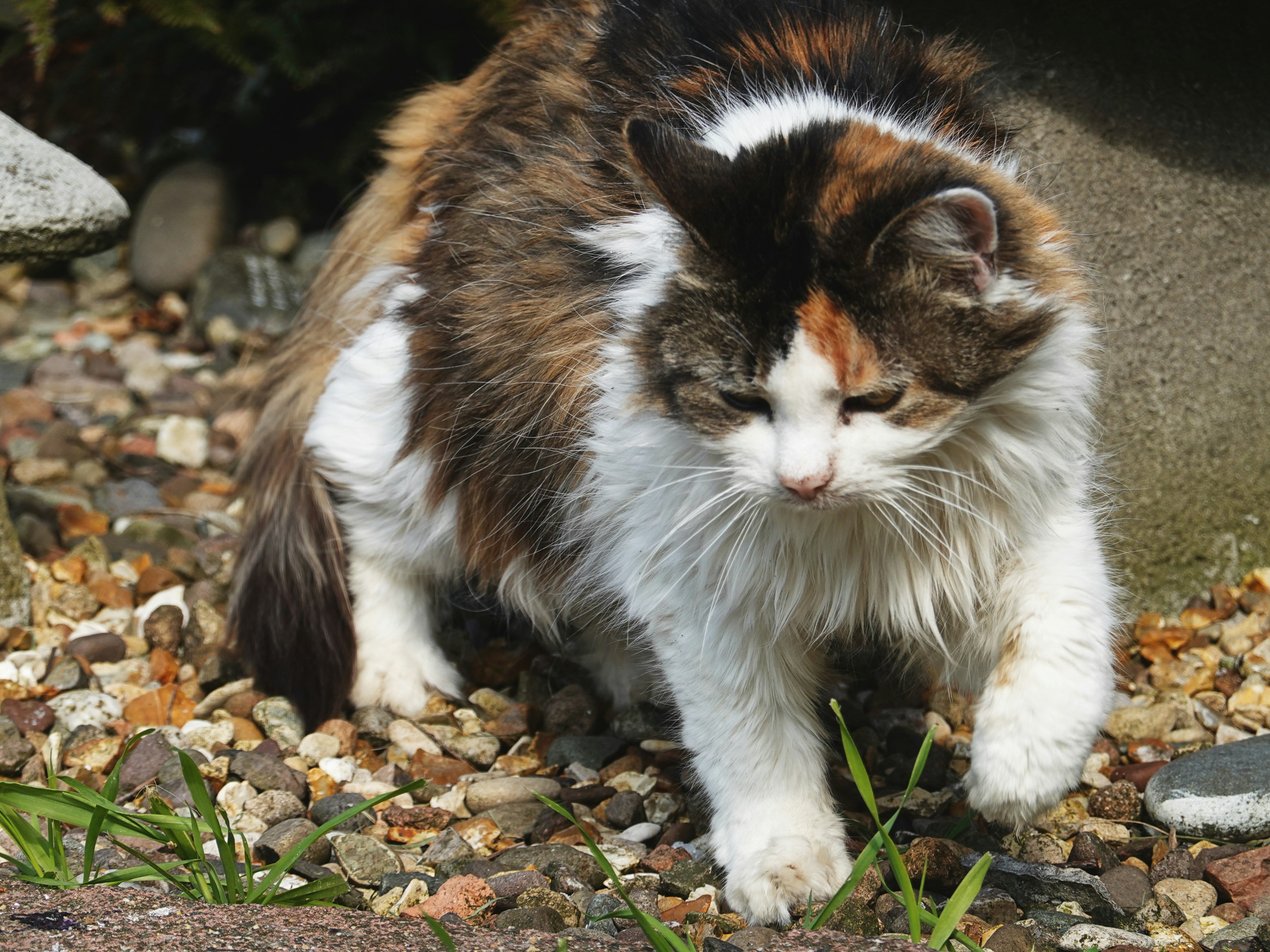 Curious Calico on Pebble Steps