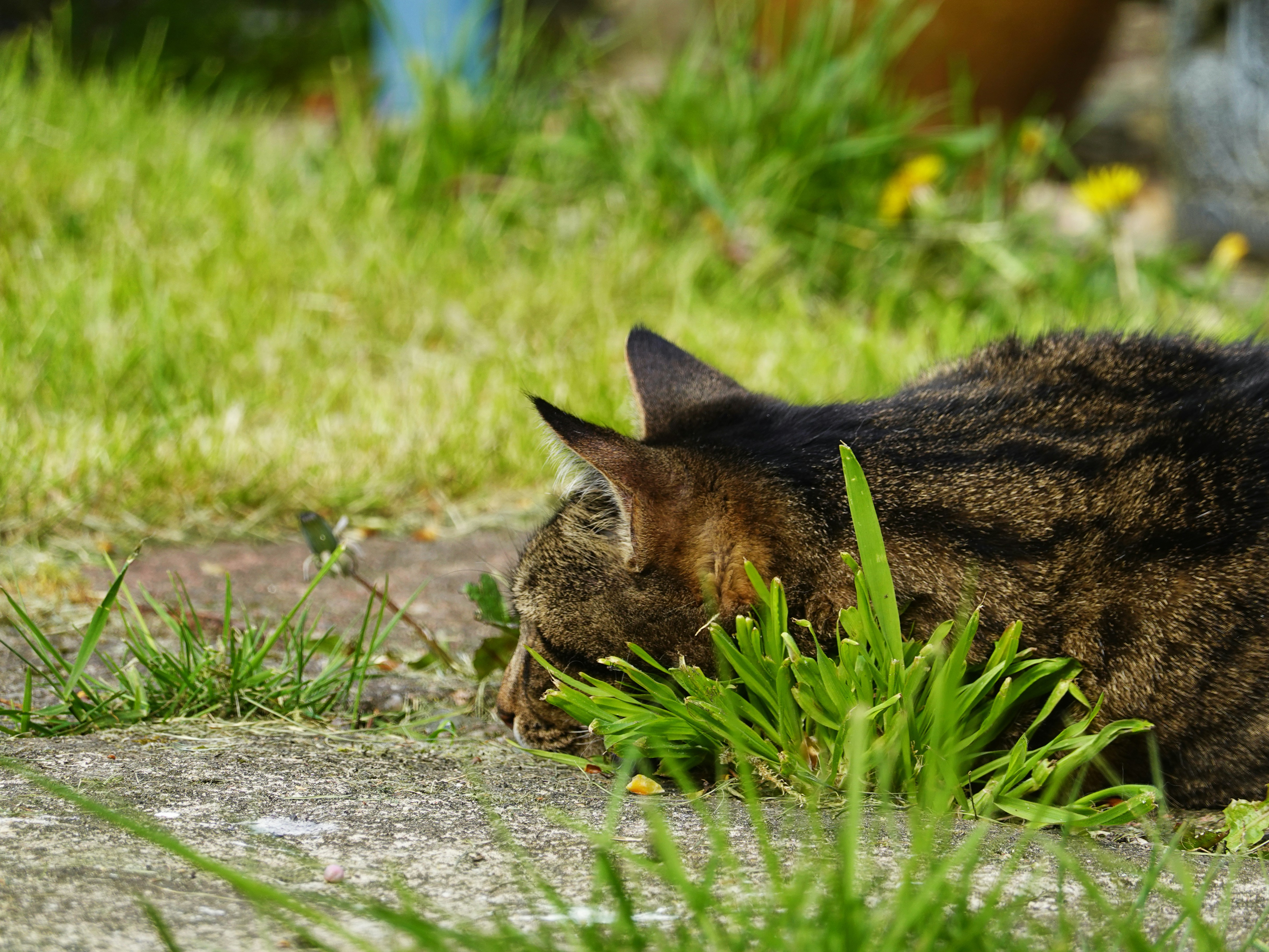 Sleeping Feline in Sunlit Garden