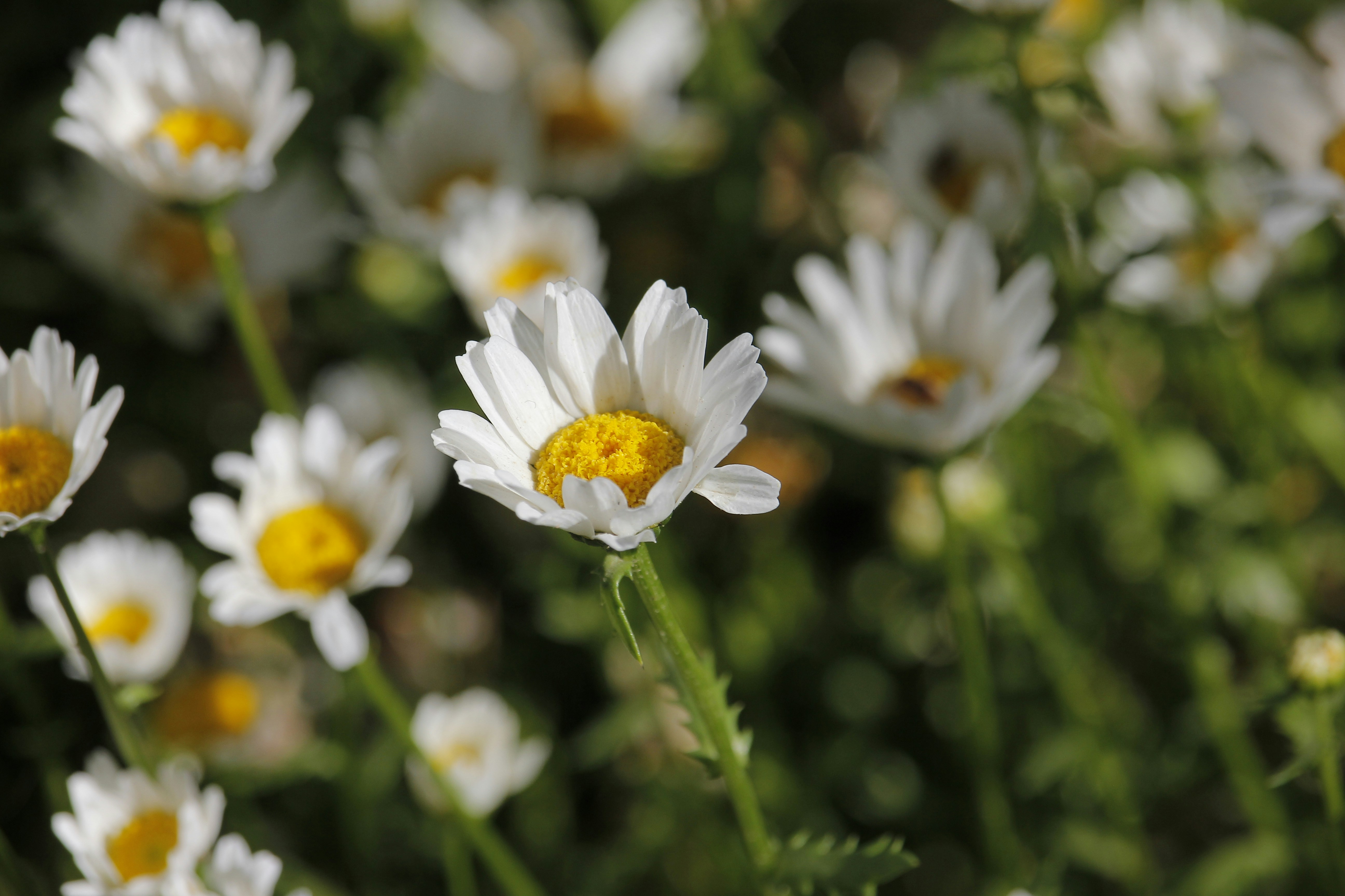 Daisy Crown: A Field of White and Golden Eyes