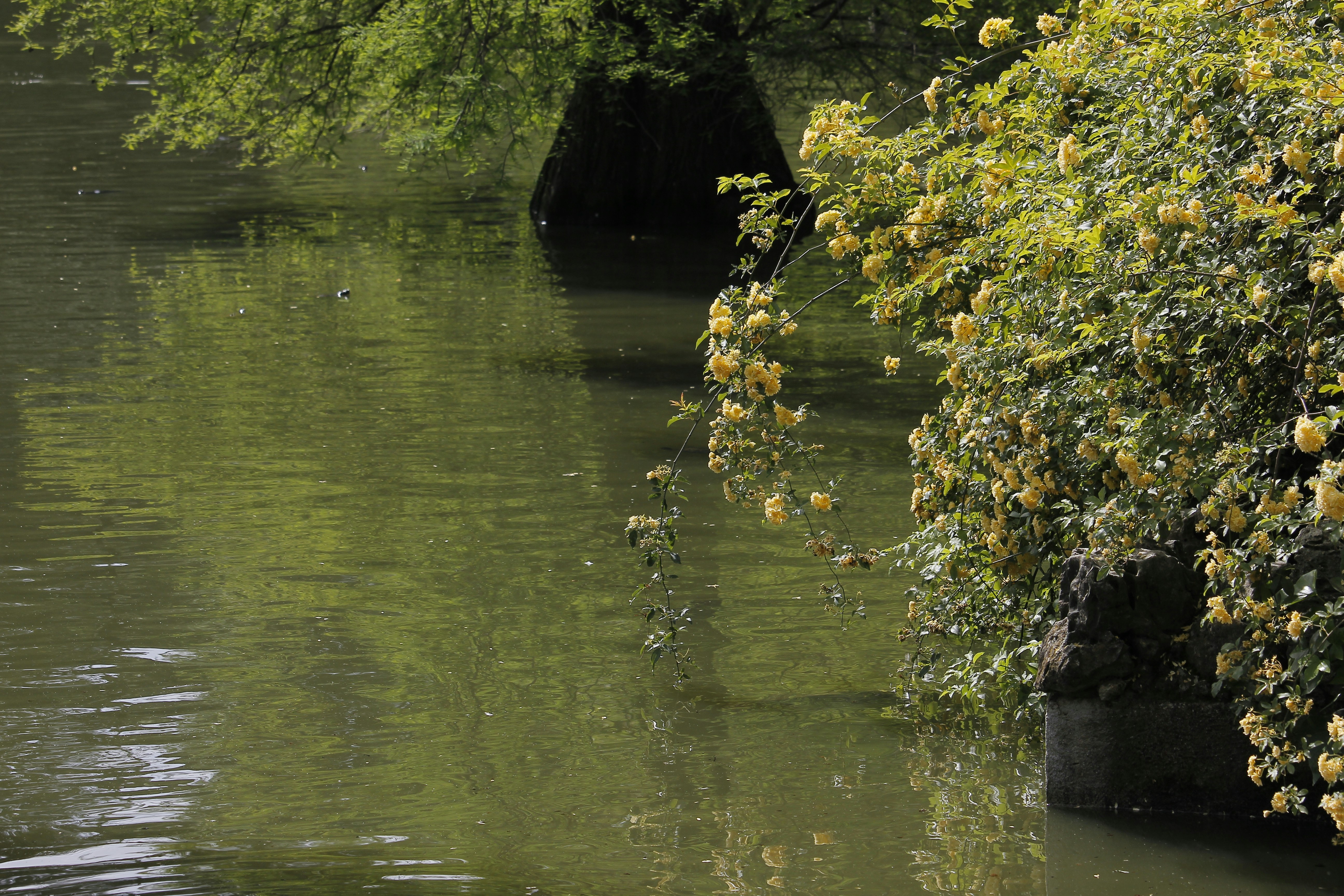 Overhanging Yellow Blossoms by Quiet Water
