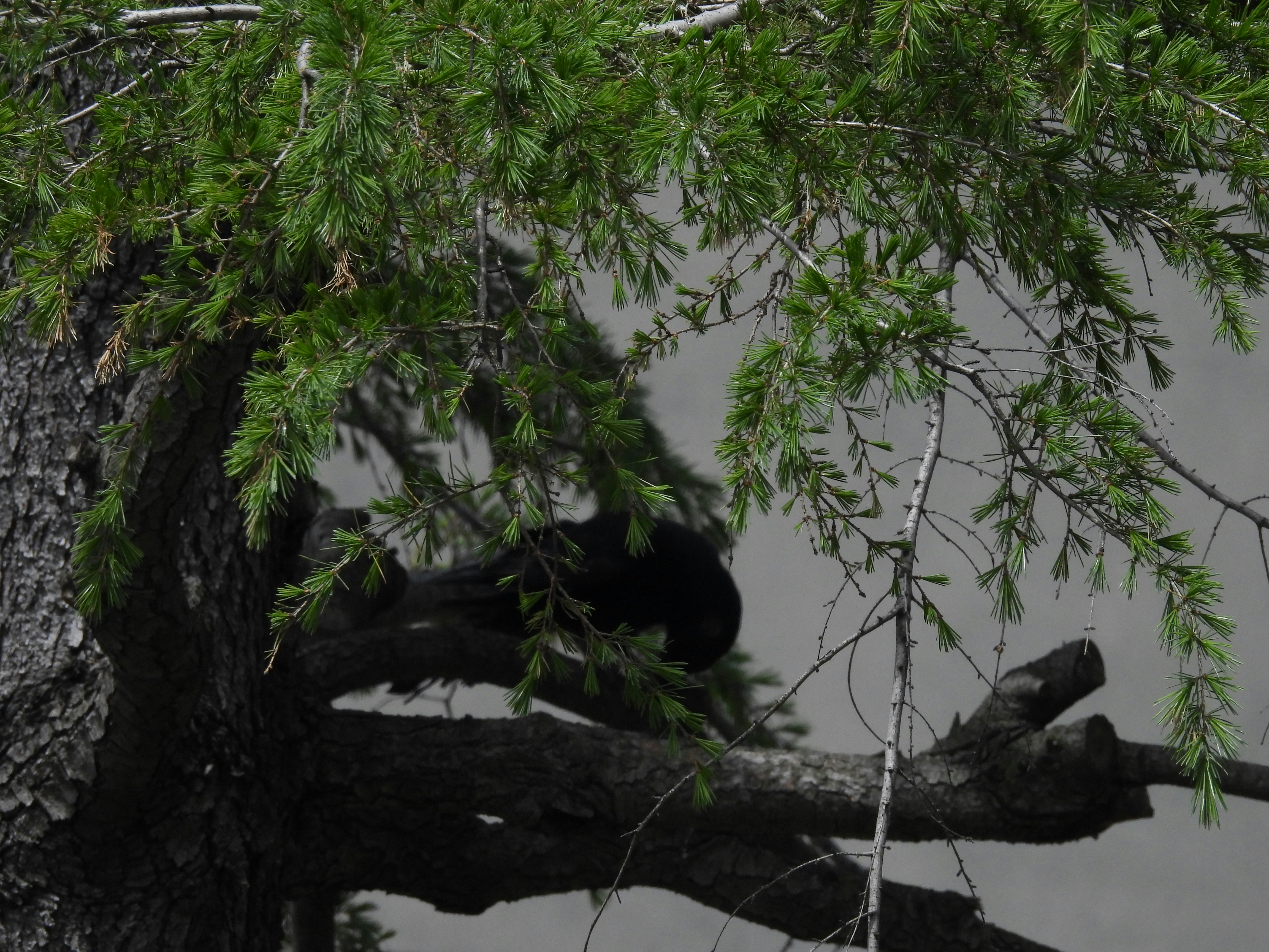 Whispering Branches Over a Quiet Hollow