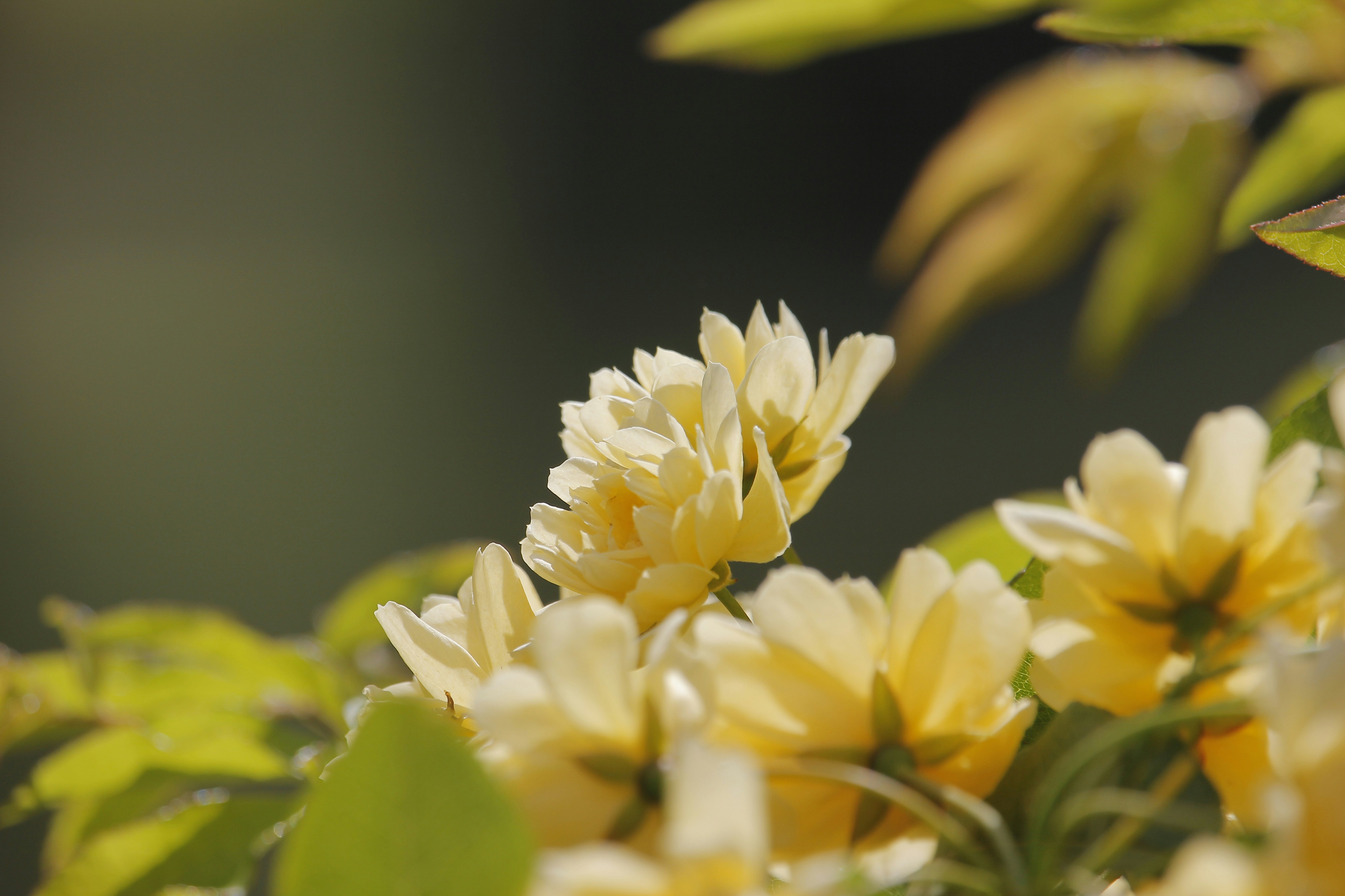 Golden Bouquets in Soft Focus Morning Light