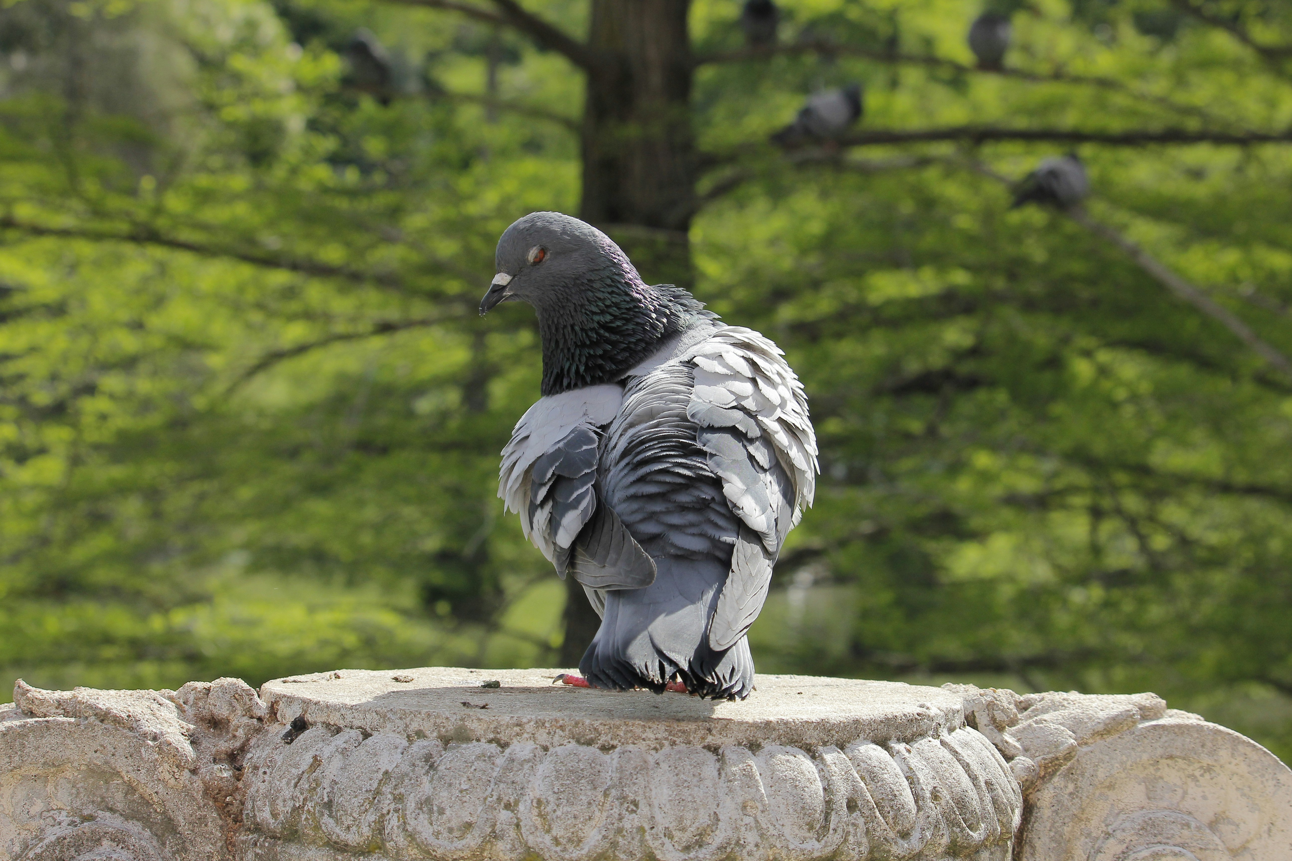 Pigeon Gown: A Plumed Sentinel Perched on Carved Stone