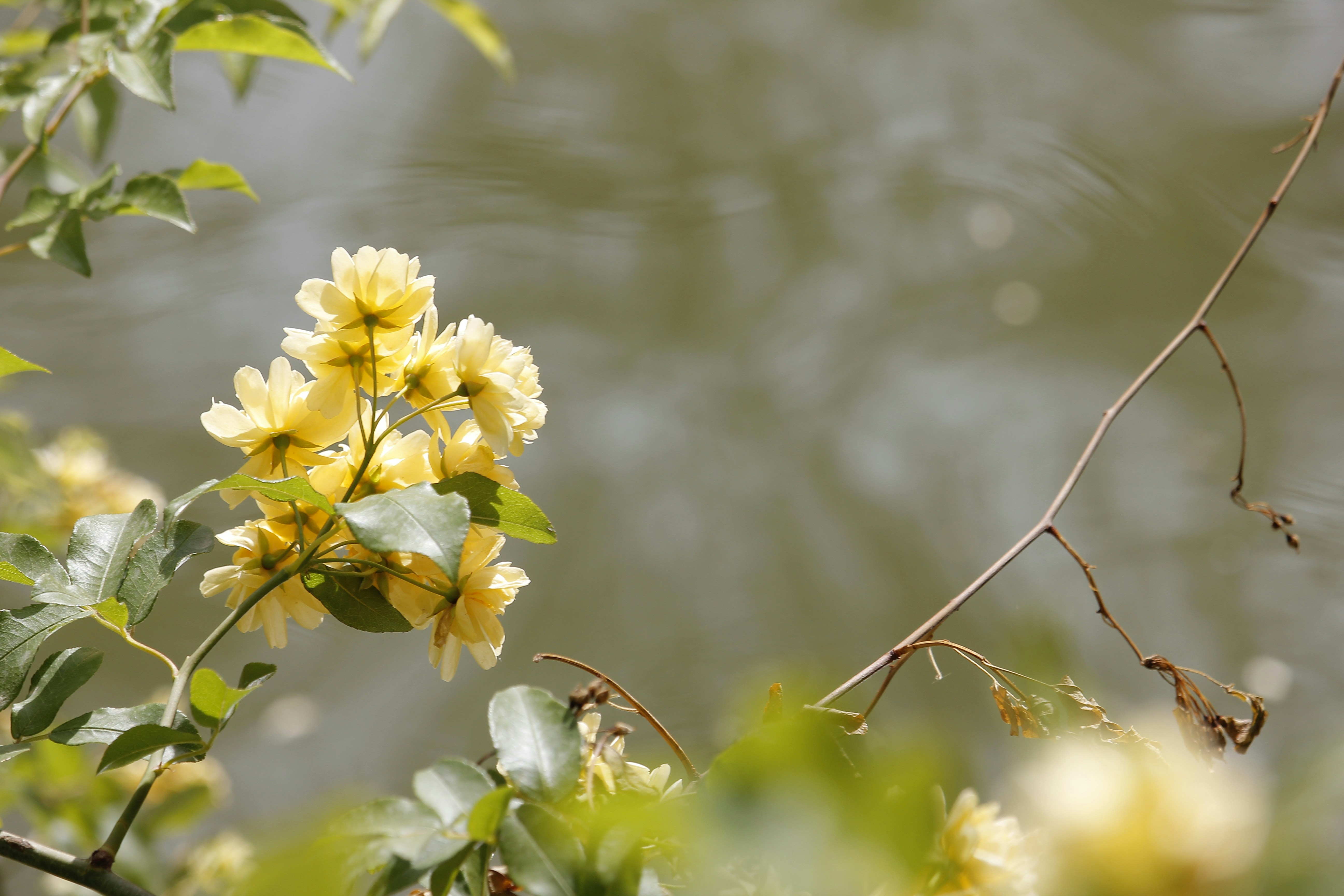 Sunlit cluster of yellow roses framed by soft garden haze