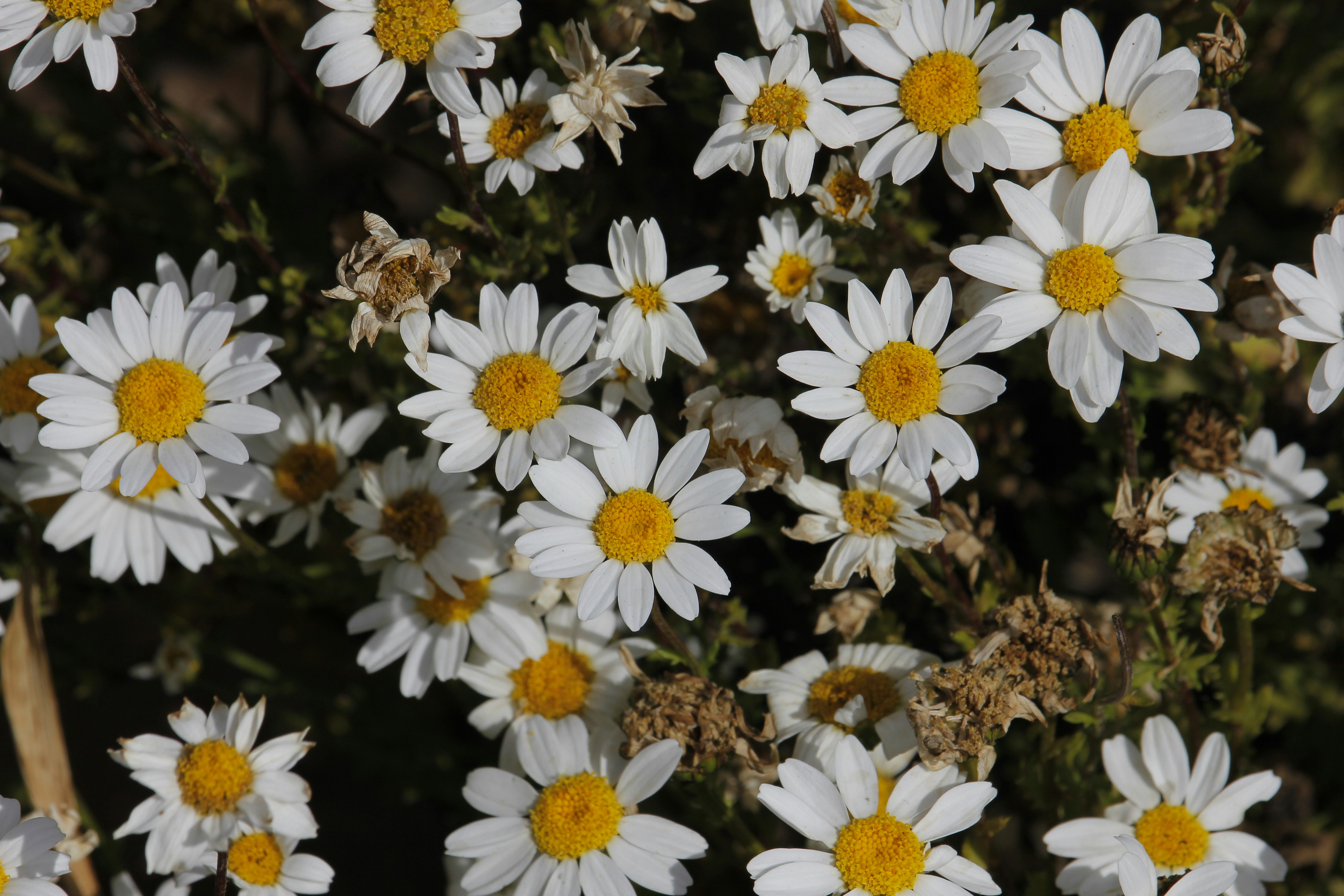 Sunlit Daisies: a patch of white and yellow in crisp detail
