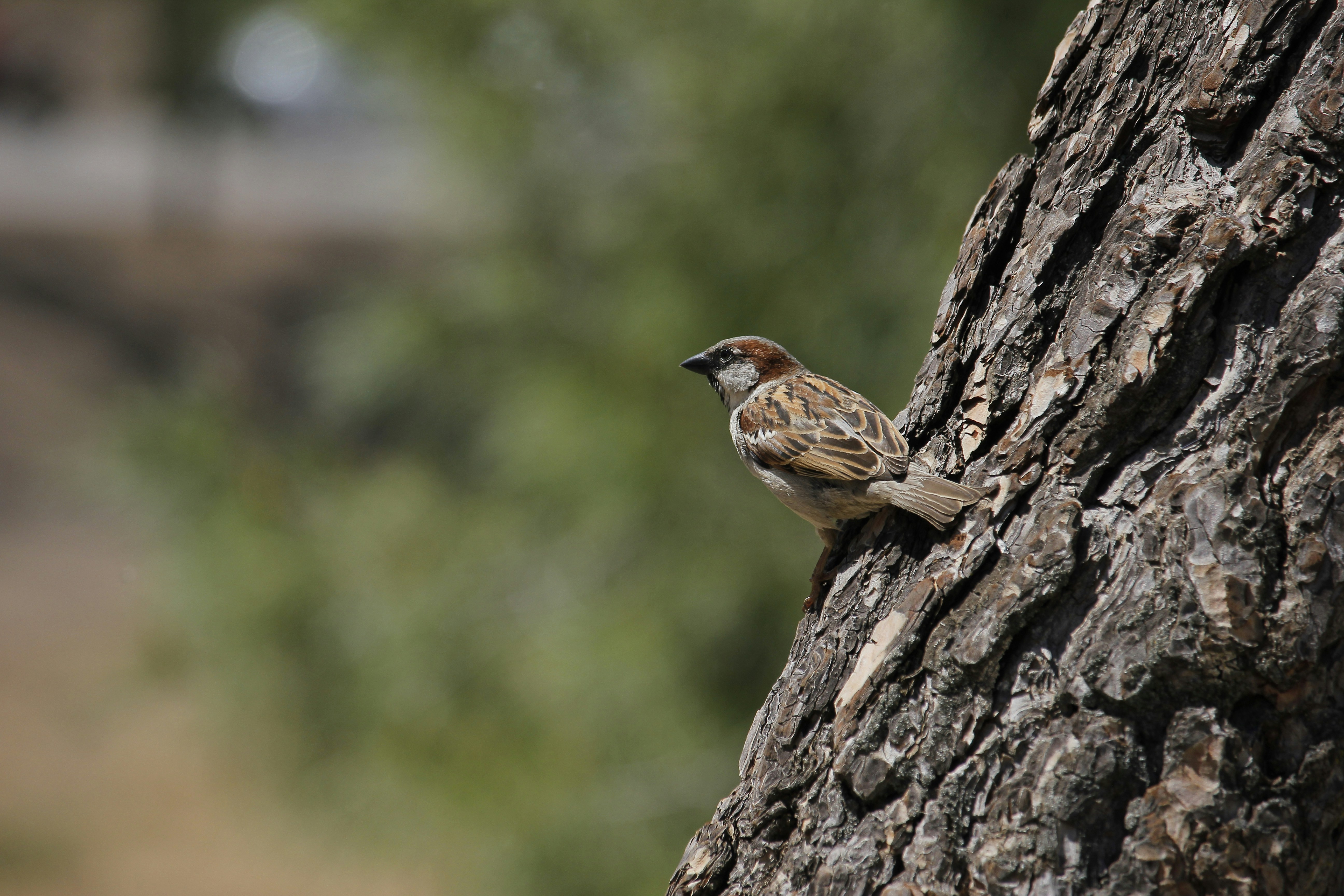 Coal Tit on a Tree Trunk: Focused Moment of Perched Presence
