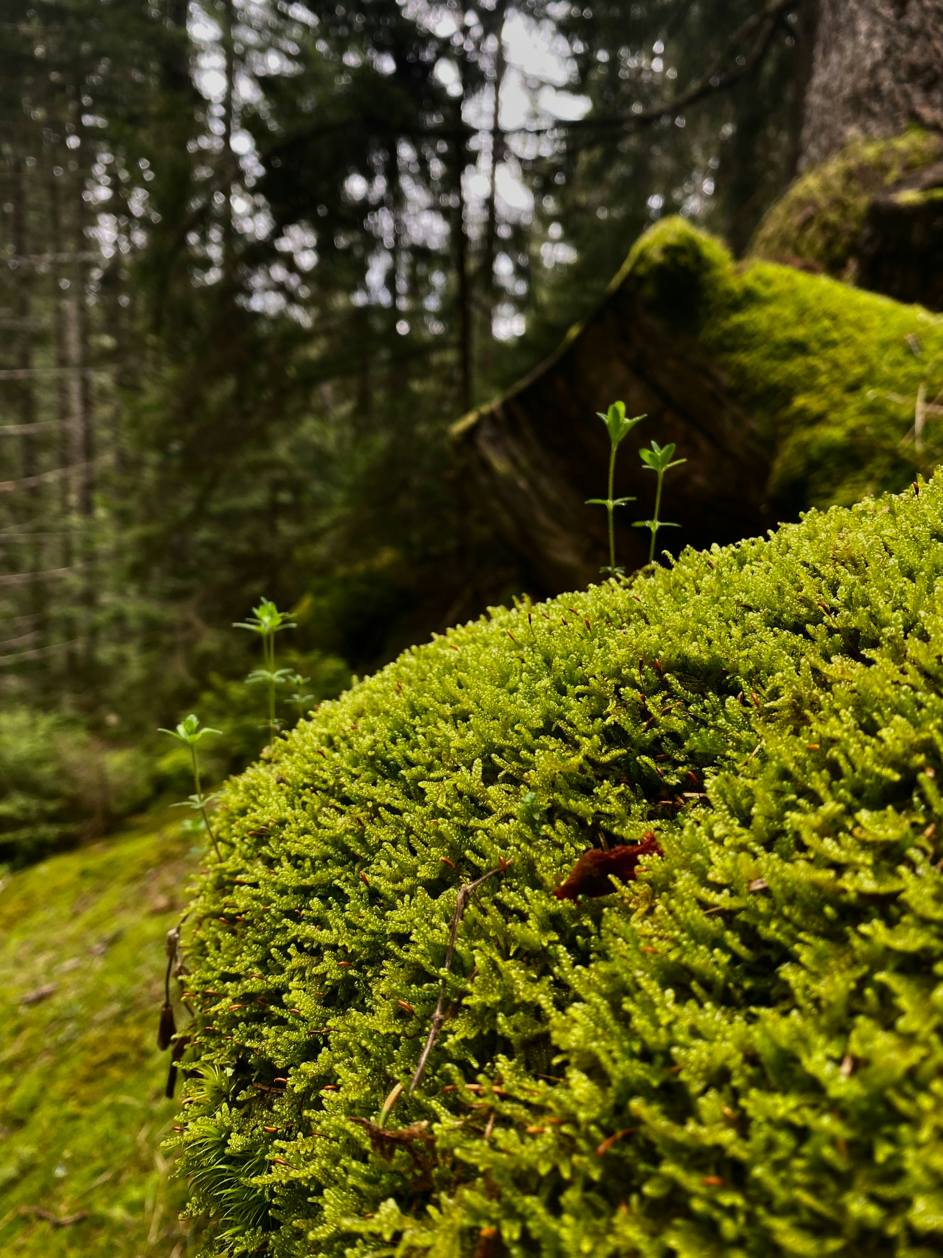 Verdant Moss Crest in a Quiet Forest Gleam