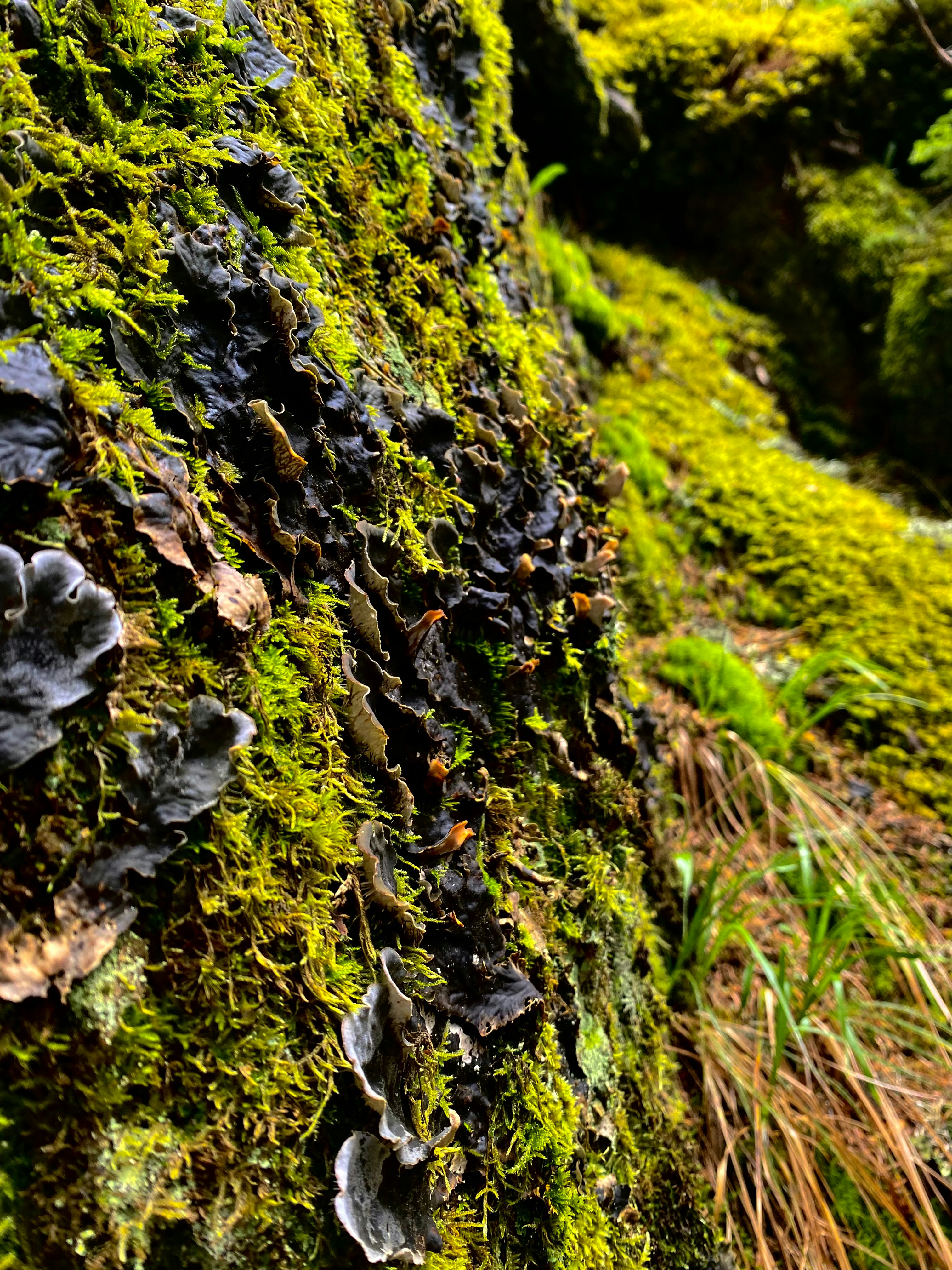 Moss and Lichen Carpet Clinging to a Stone Wall