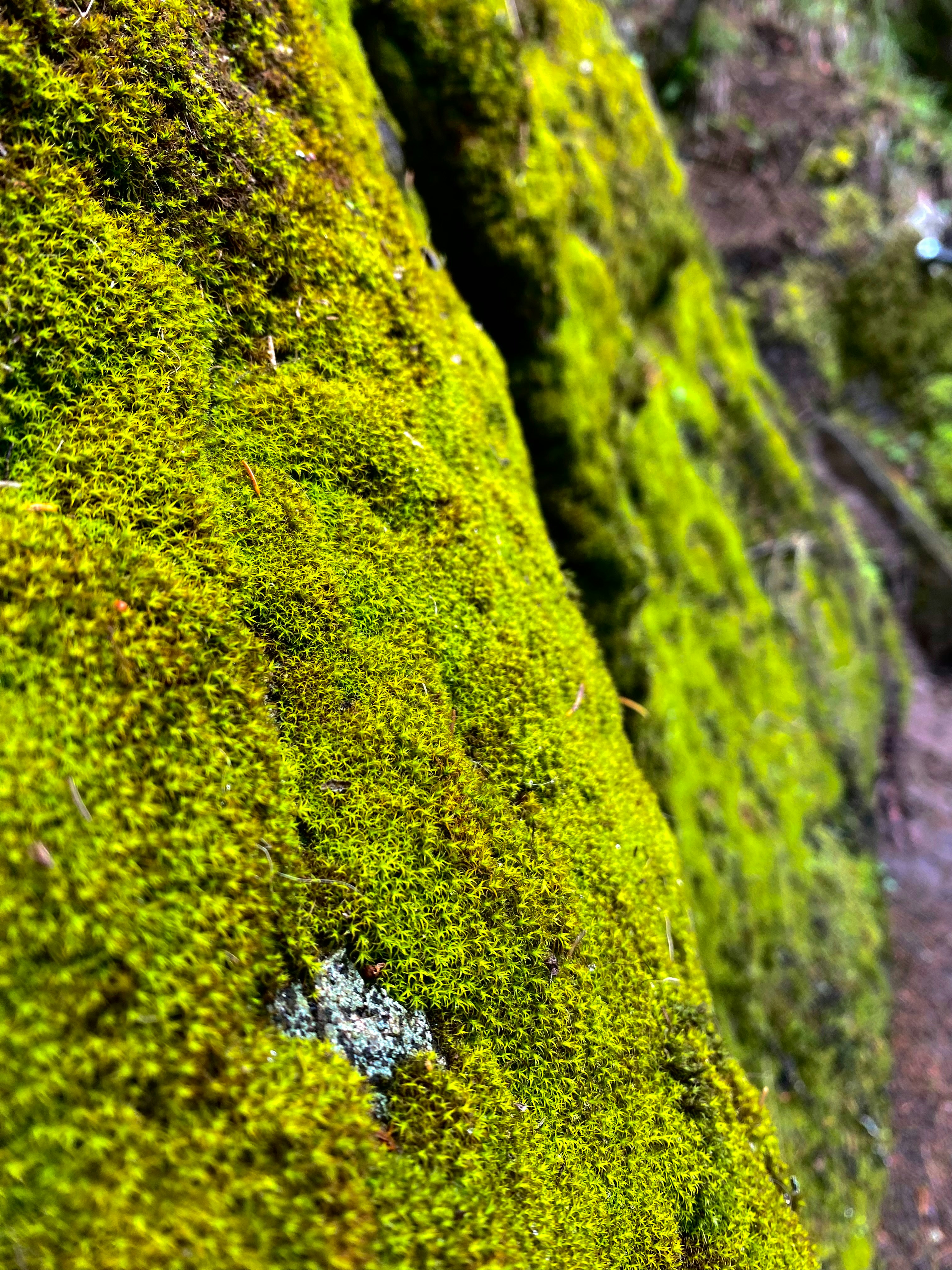 Emerald Cliff: Moss-Covered Rock Face Along a Damp Path