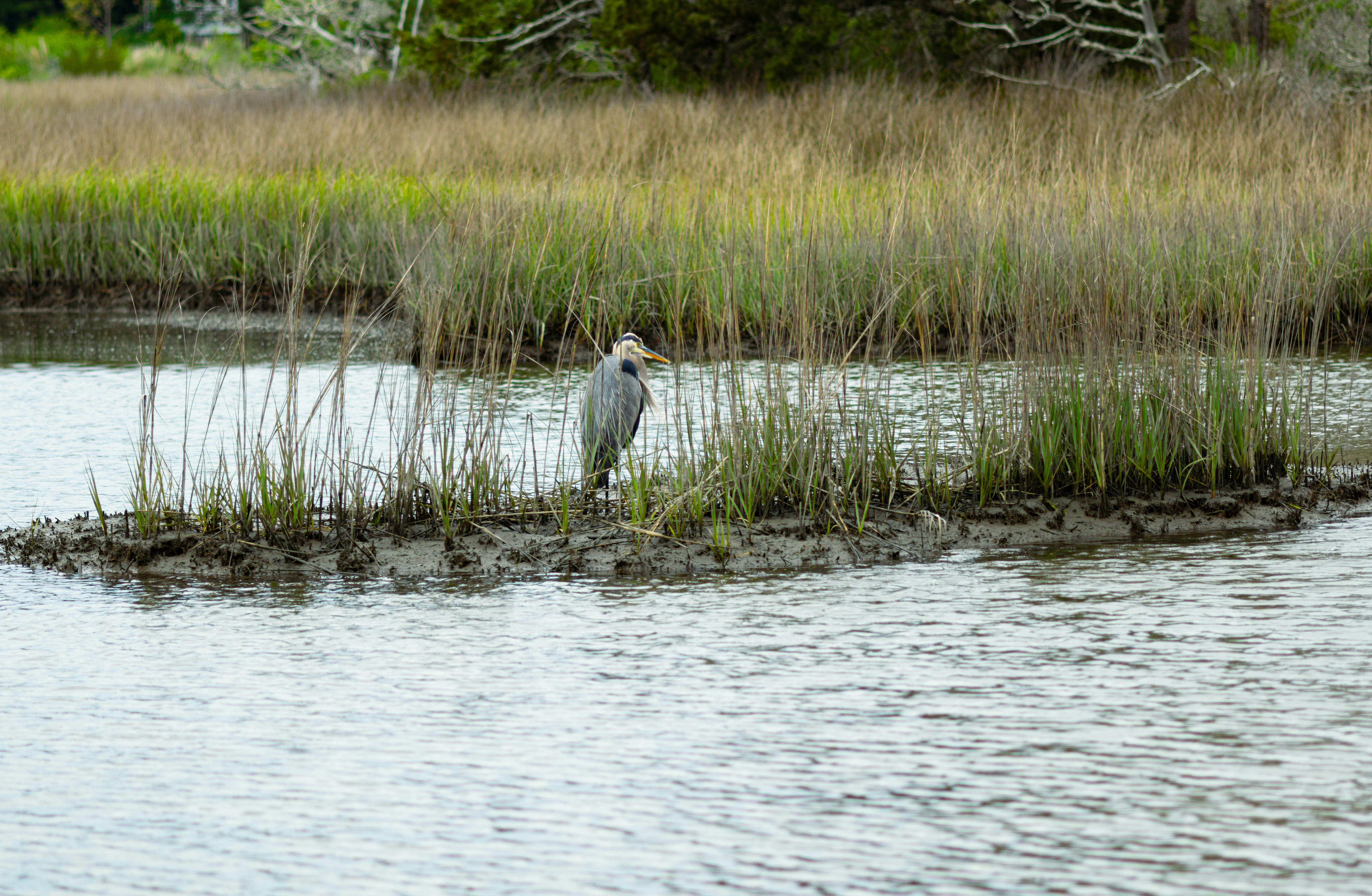 Isolated Egret on a Marsh Island