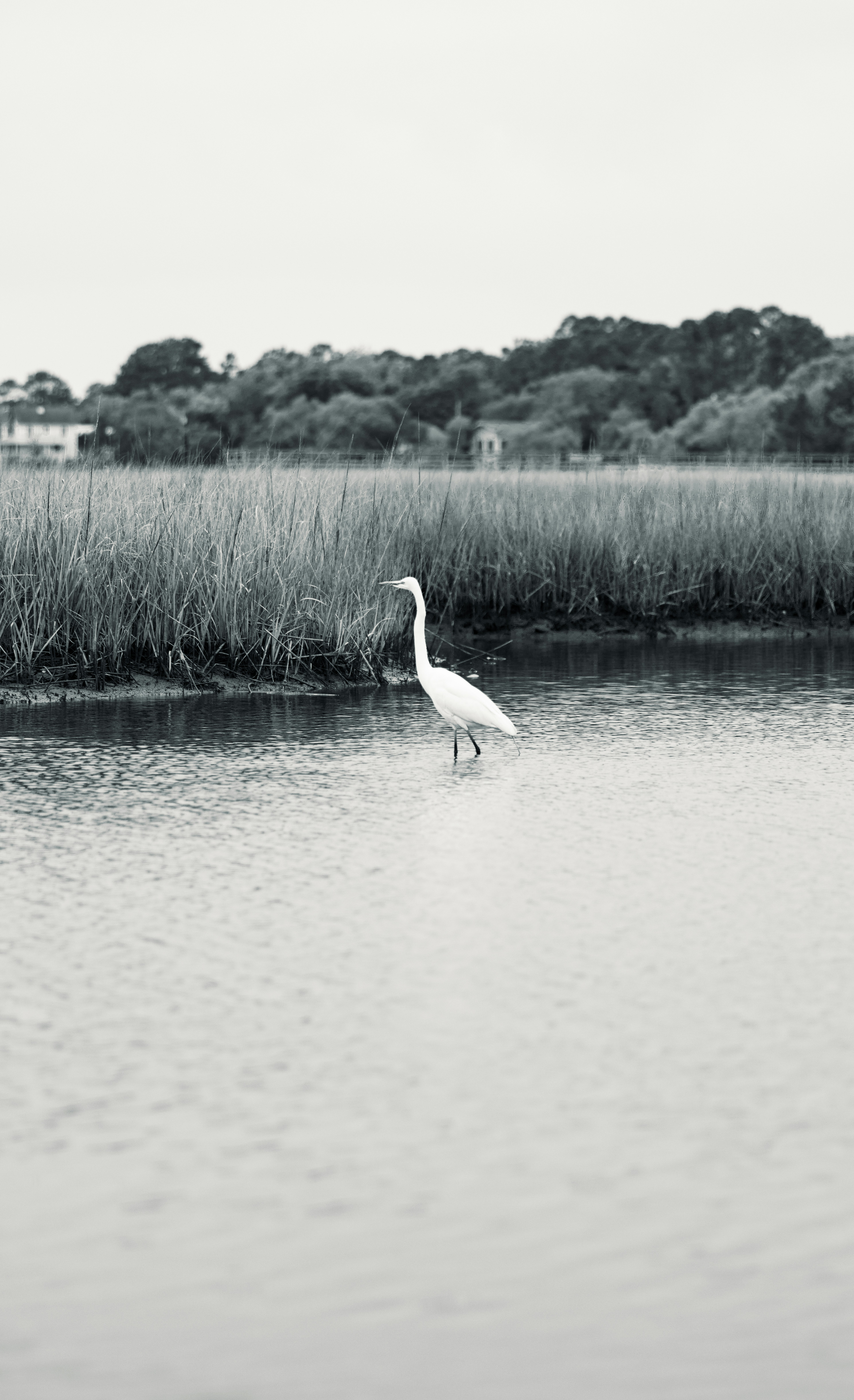Silent Heron in Wetland Glass