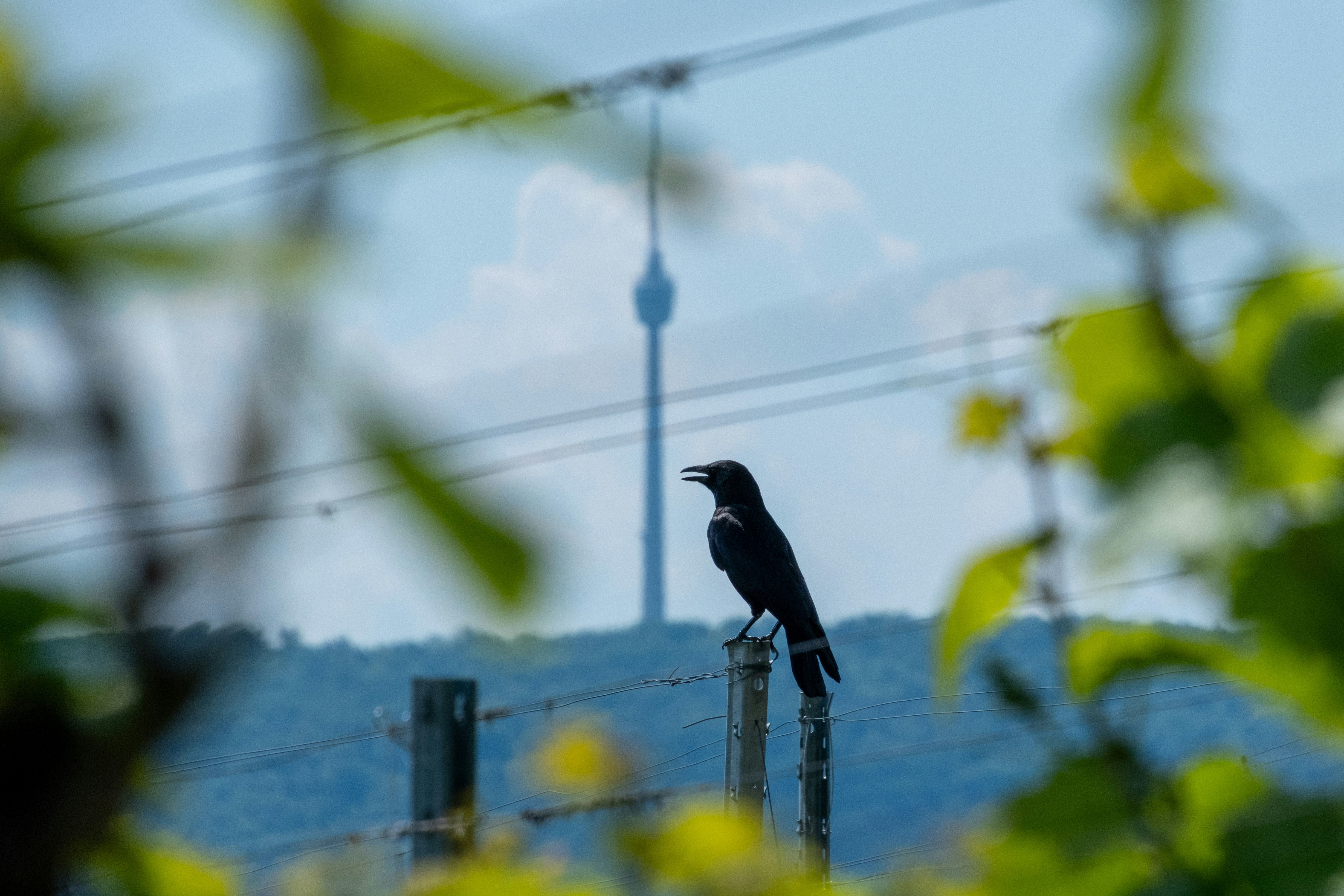 Rook at the Fence: A lone Black Bird Against a Suburban Skyline