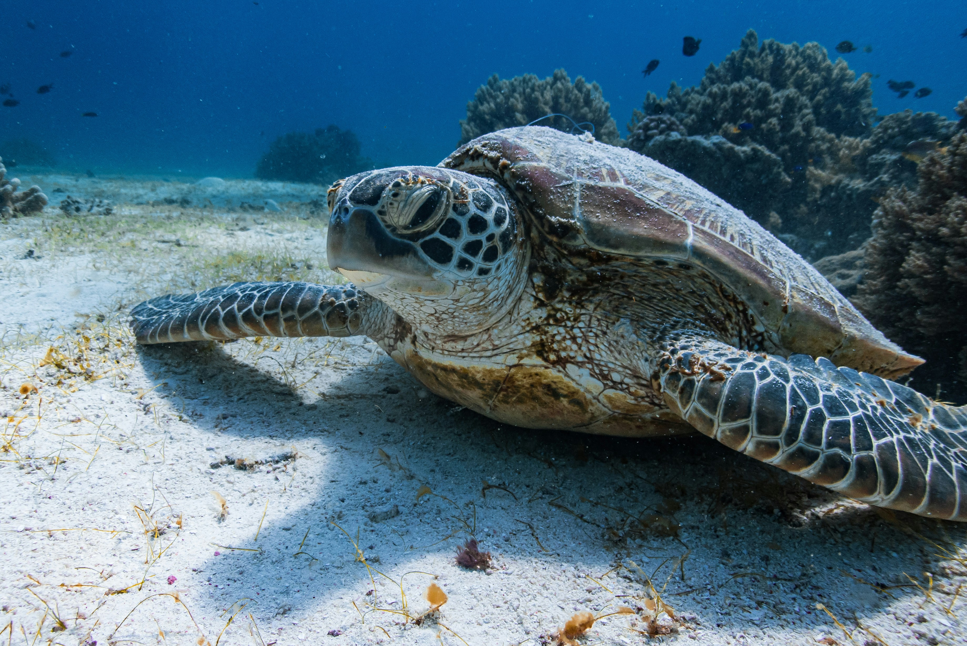 Gentle Giant of the Reefs: Close-Up of a Sea Turtle Resting on the Seafloor