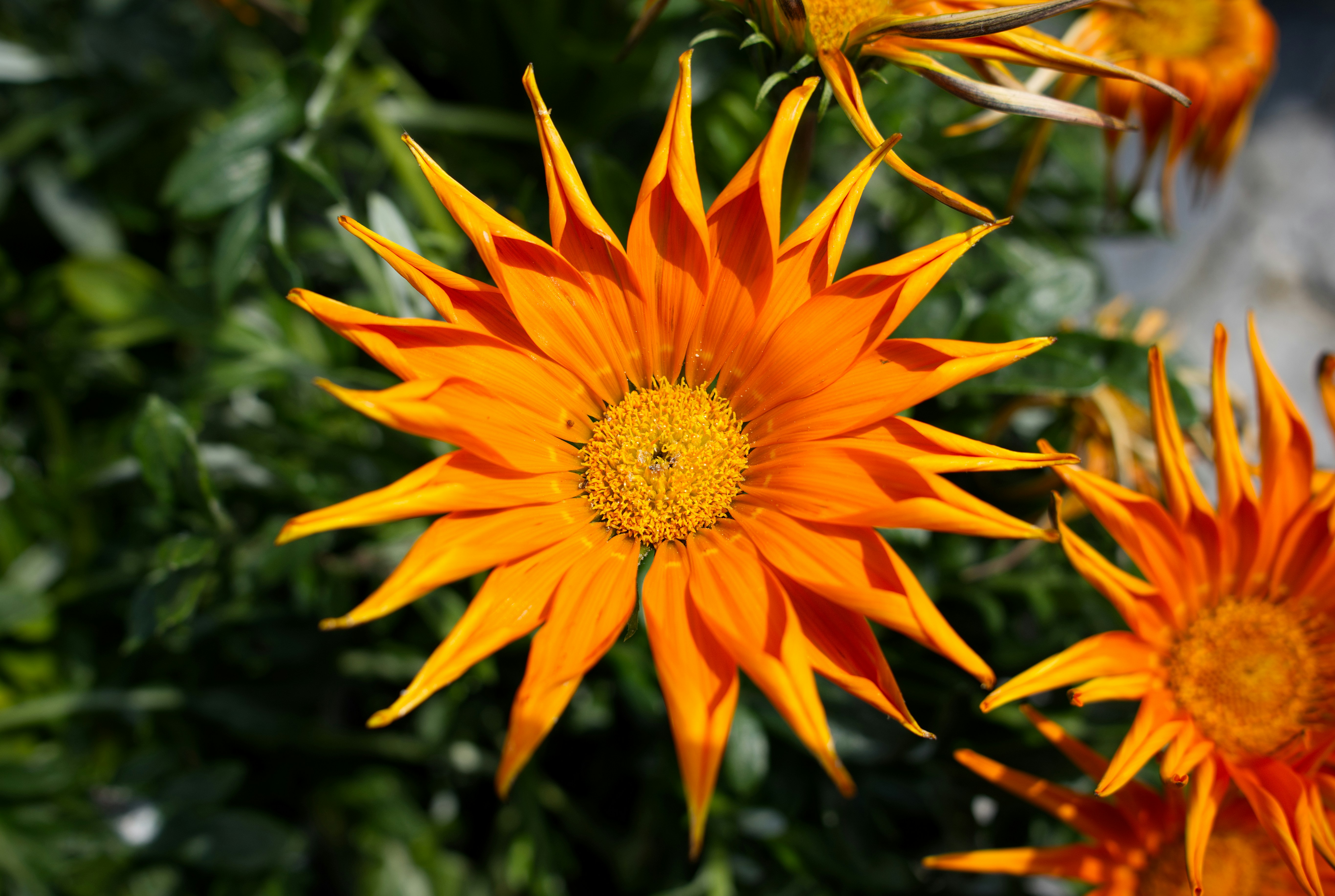 Orange Bloom Unfolded: A Sunlit Día in the Garden