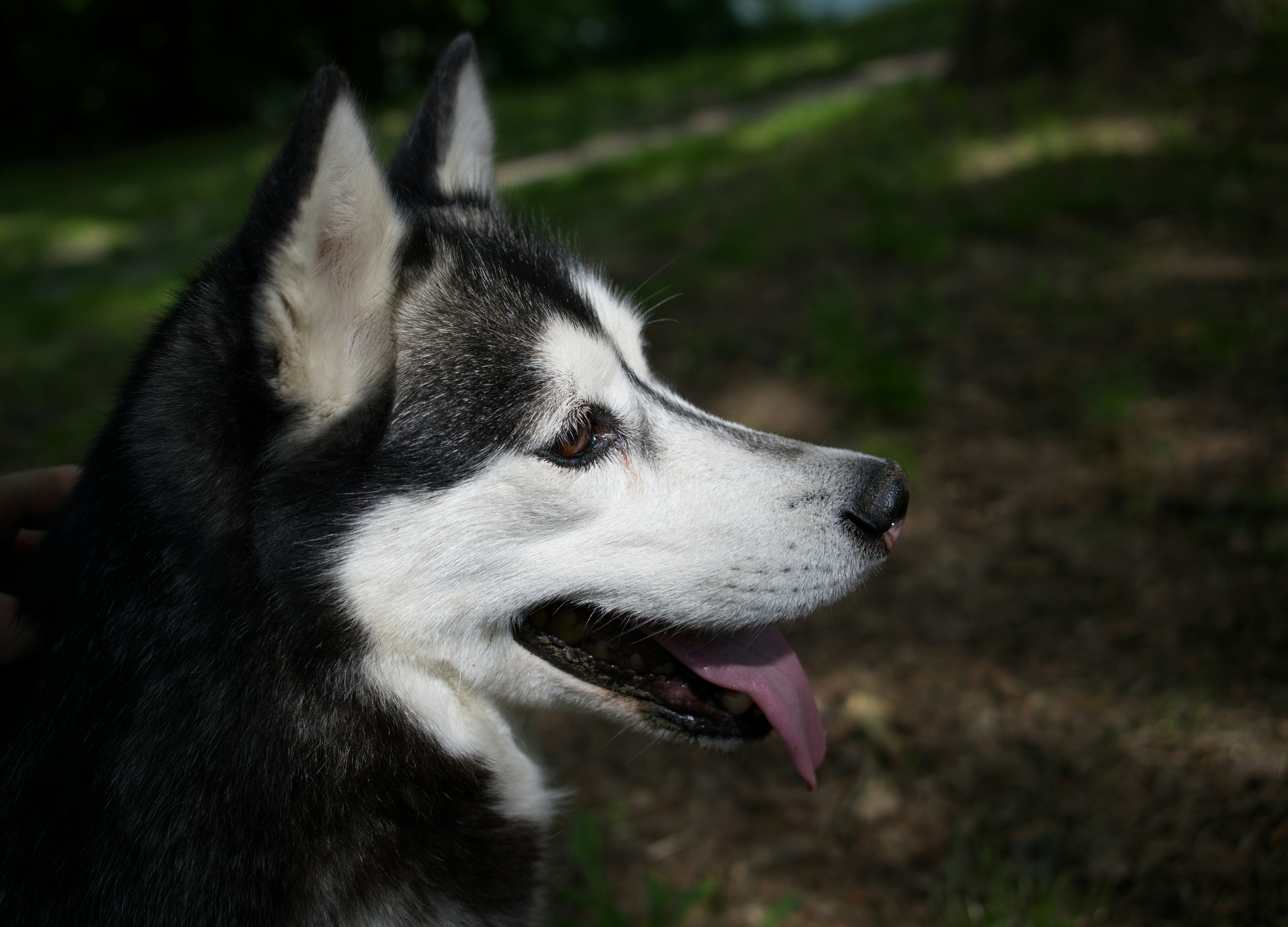 Sidelit Husky in Quiet Shade