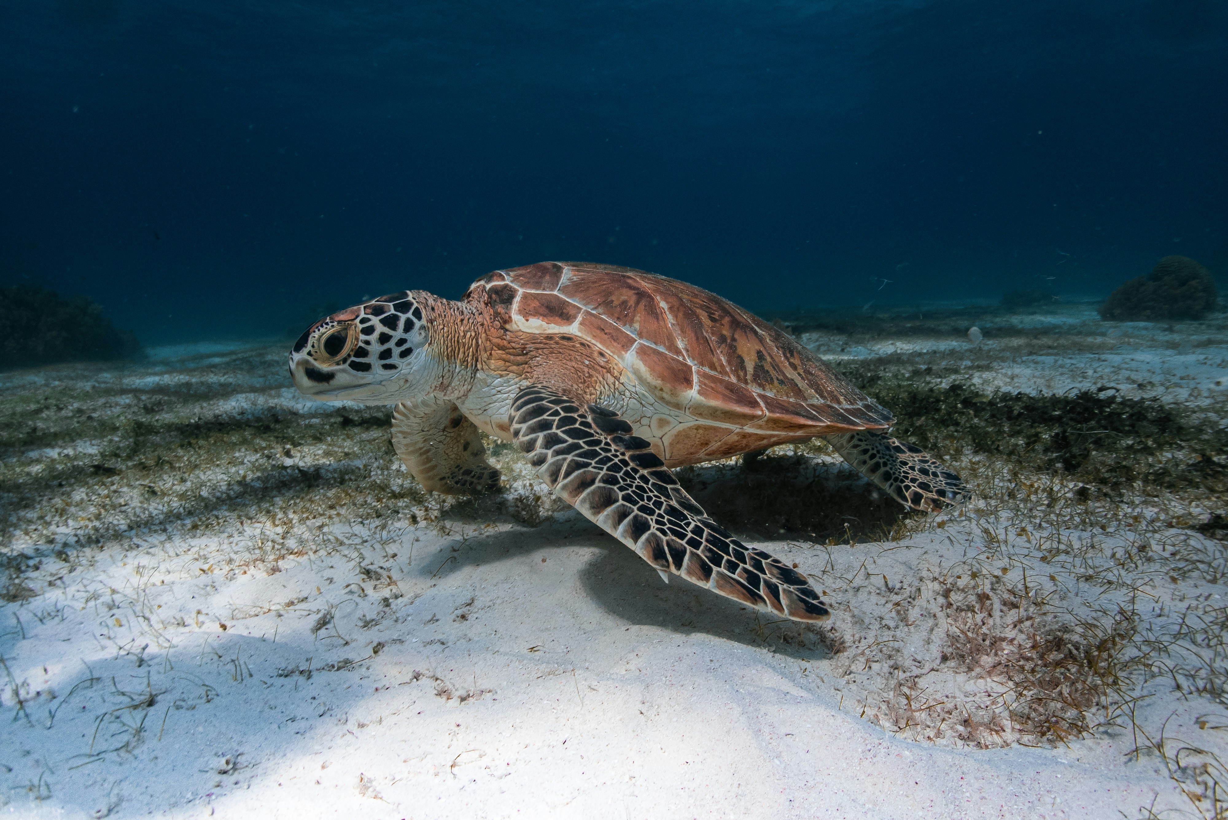 Emerald Choreography: A Sea Turtle Gliding Above the Seagrass Bed