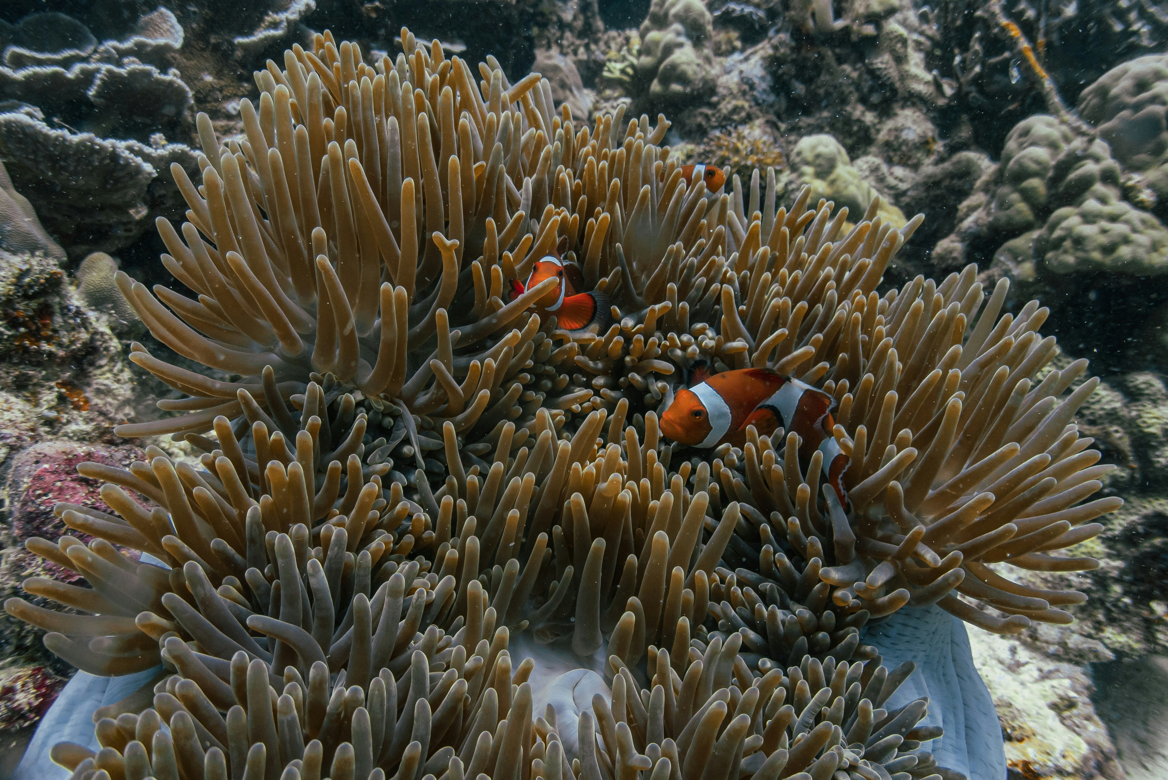 Coral Garden Encounter: Clownfish Among Anemone Pines