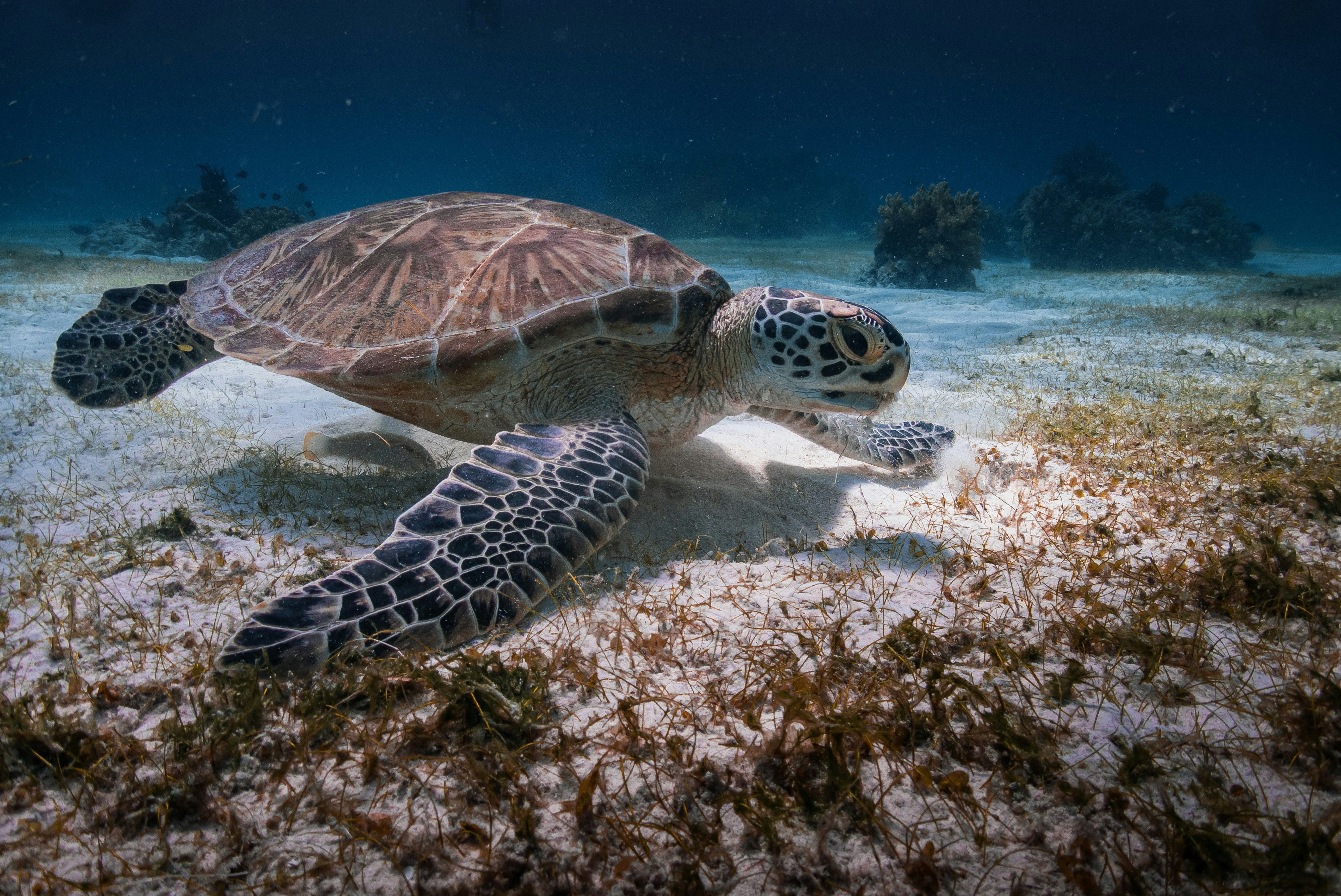 Underwater Wanderer: A Sea Turtle Threads Through Submerged Seagrass