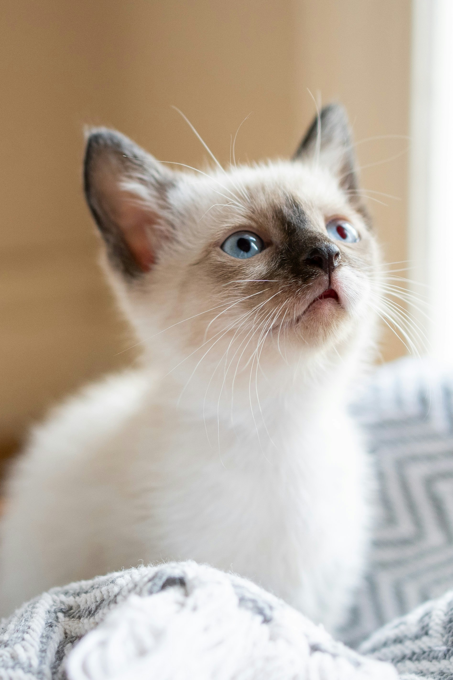 Curious Gaze: A Siamese-Point Kitten Reaches for Light