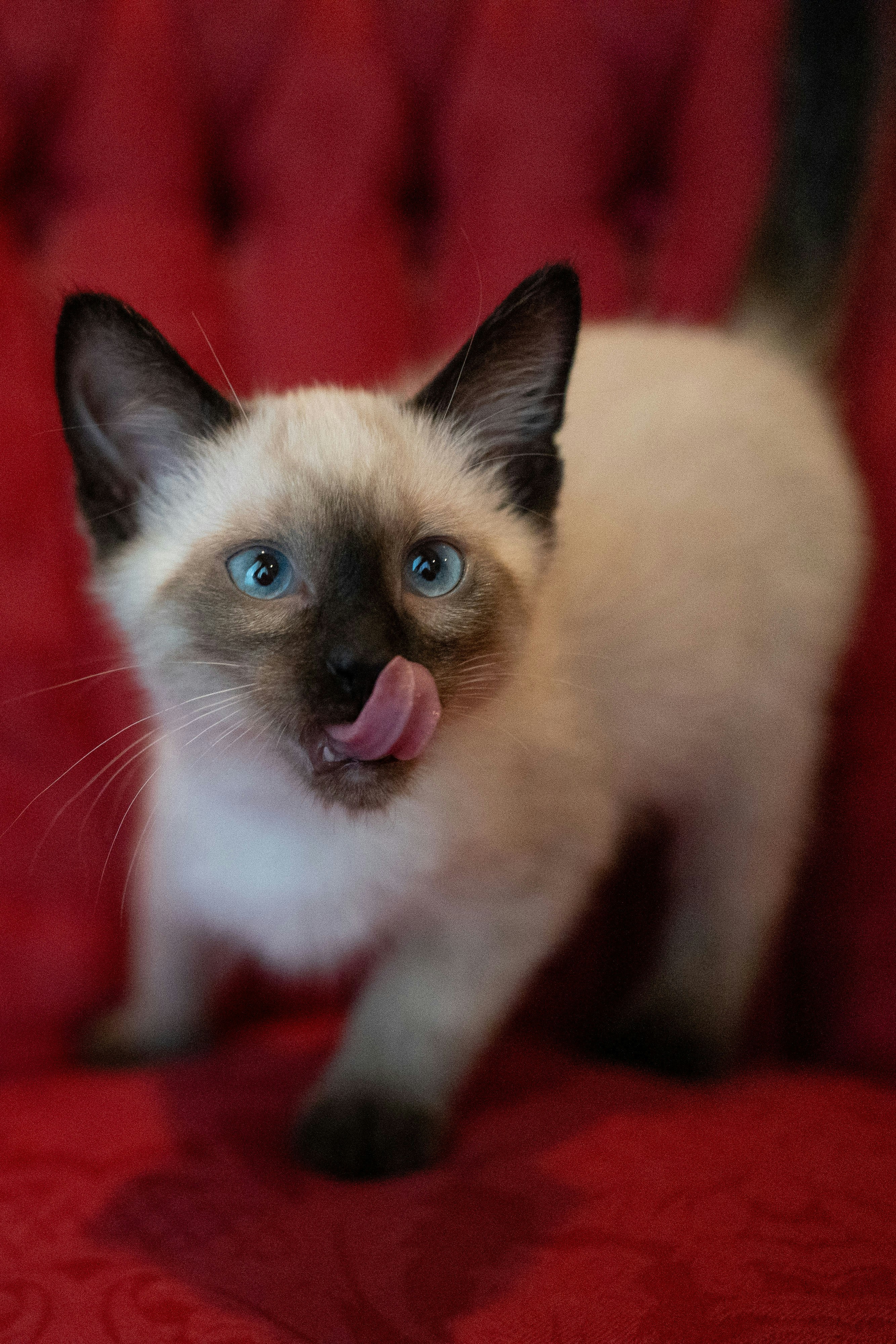 Blue-Eyed Kitten on a Crimson Velvet Backdrop