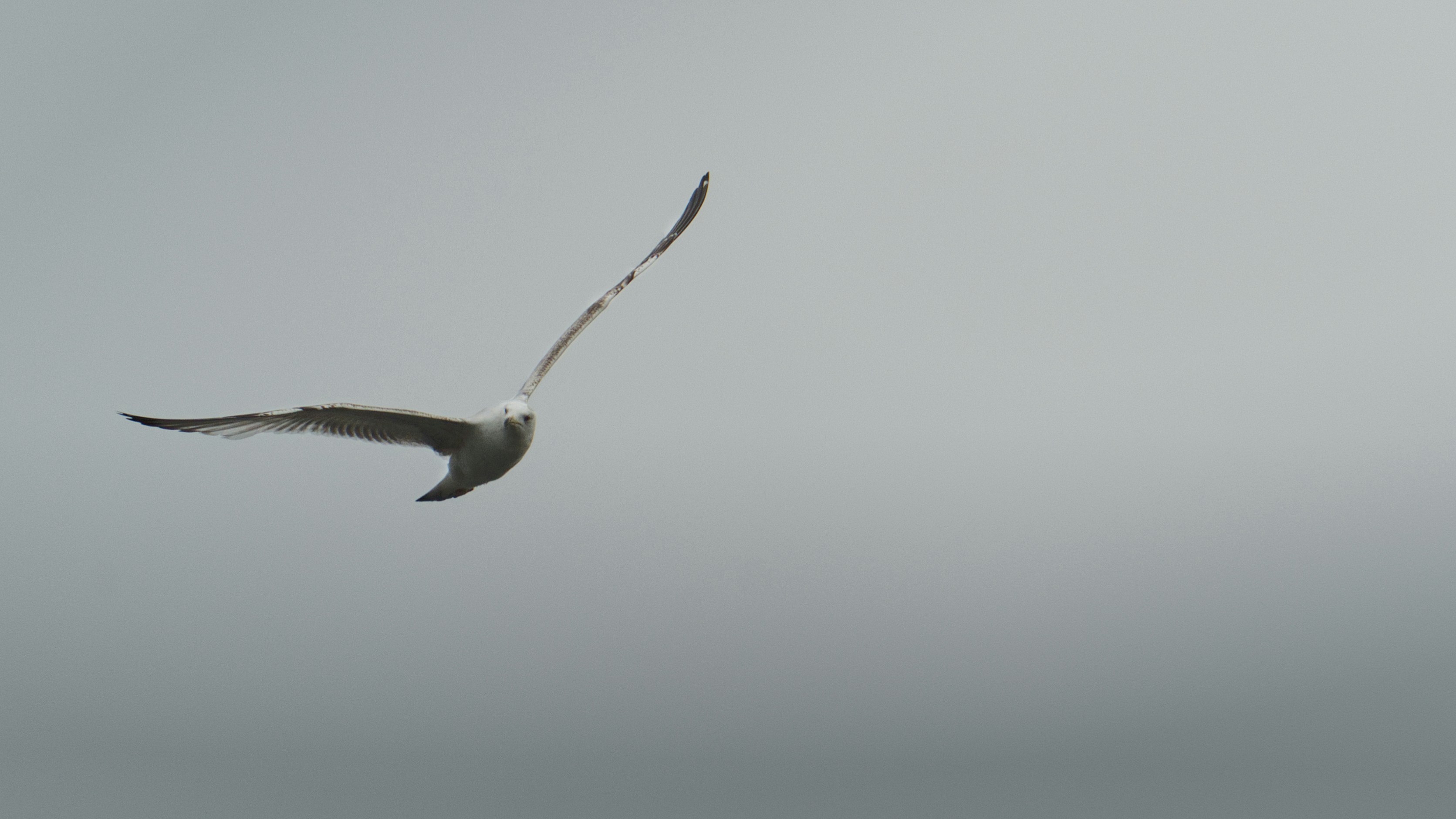 Soaring Seabird Against Misty Horizon