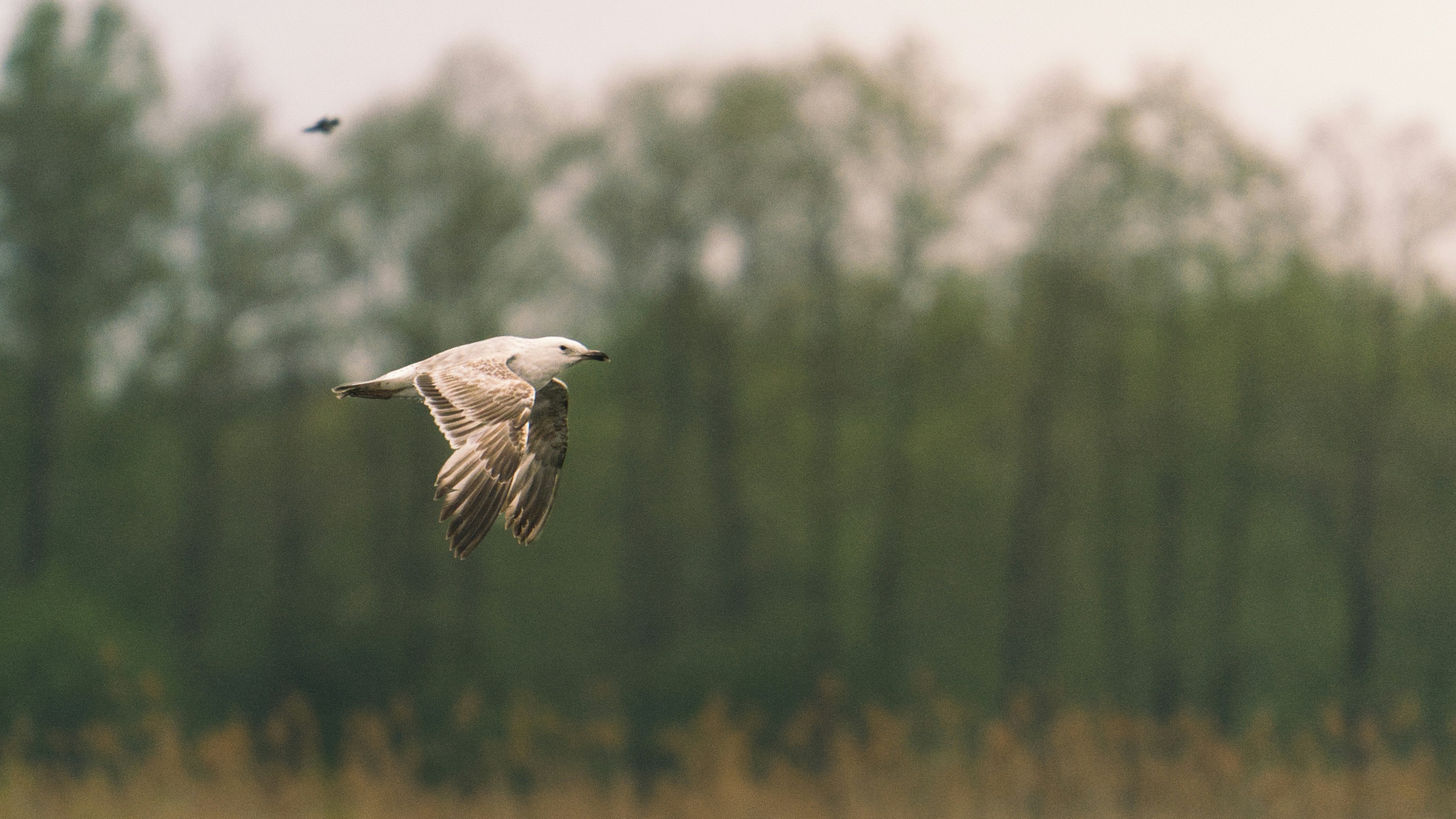 Wings in Pause: A Tern Glides Over a Quiet Marsh