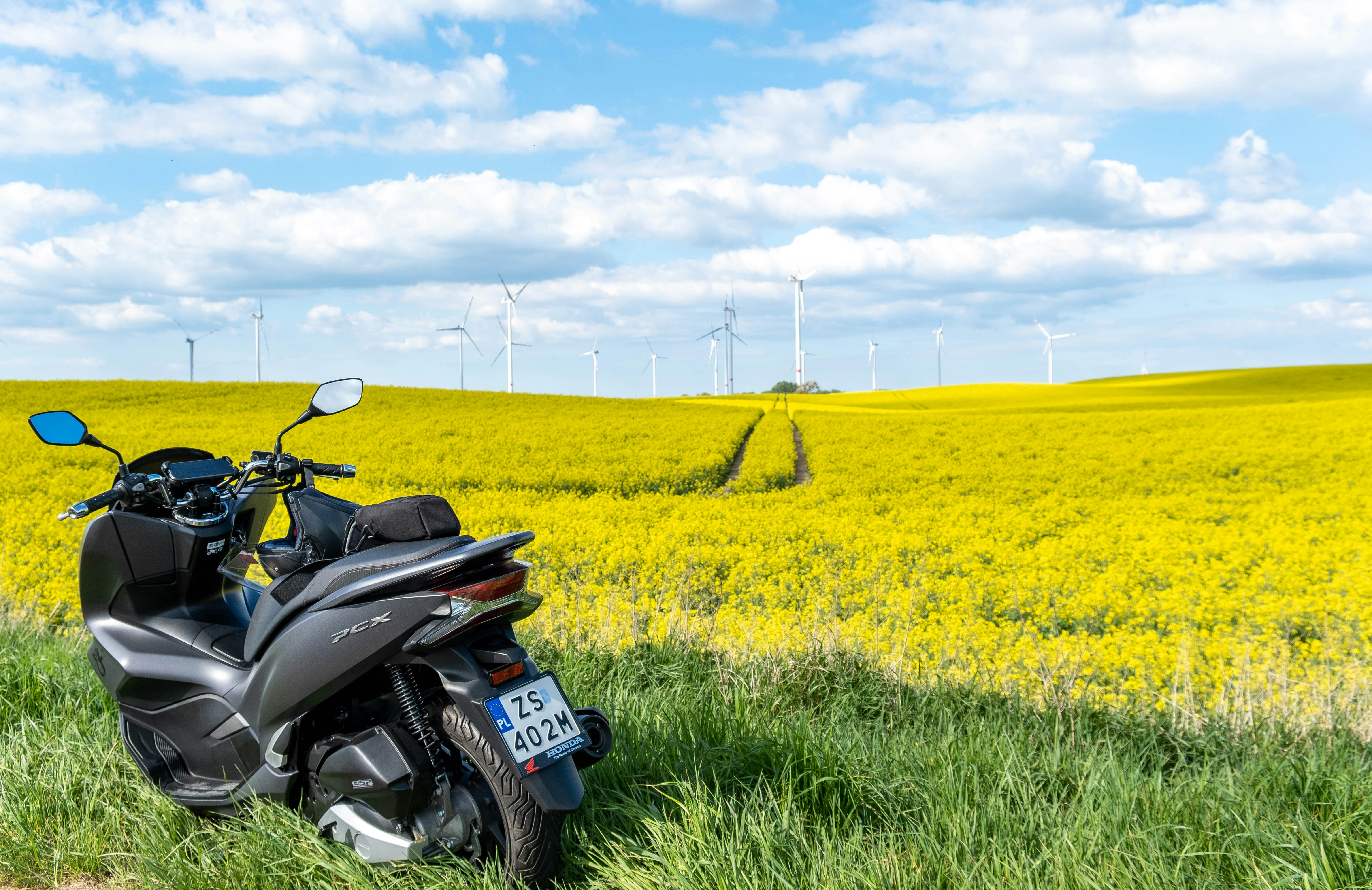 Yellow Sea of Canola, Quiet Ride: A Street Scooter at the Field’s Edge