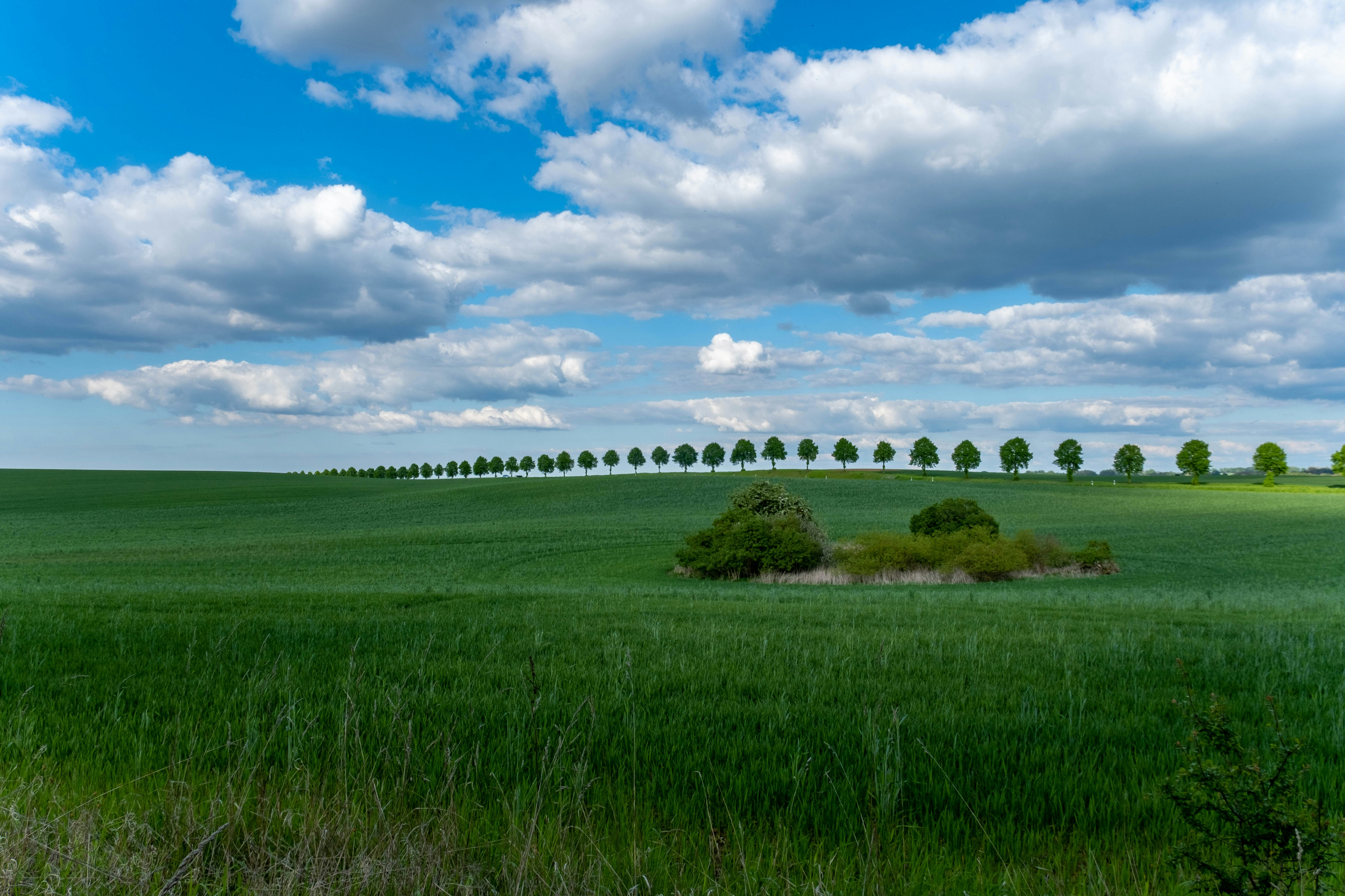 Endless Green Horizon: Line of Trees Across a Prairie