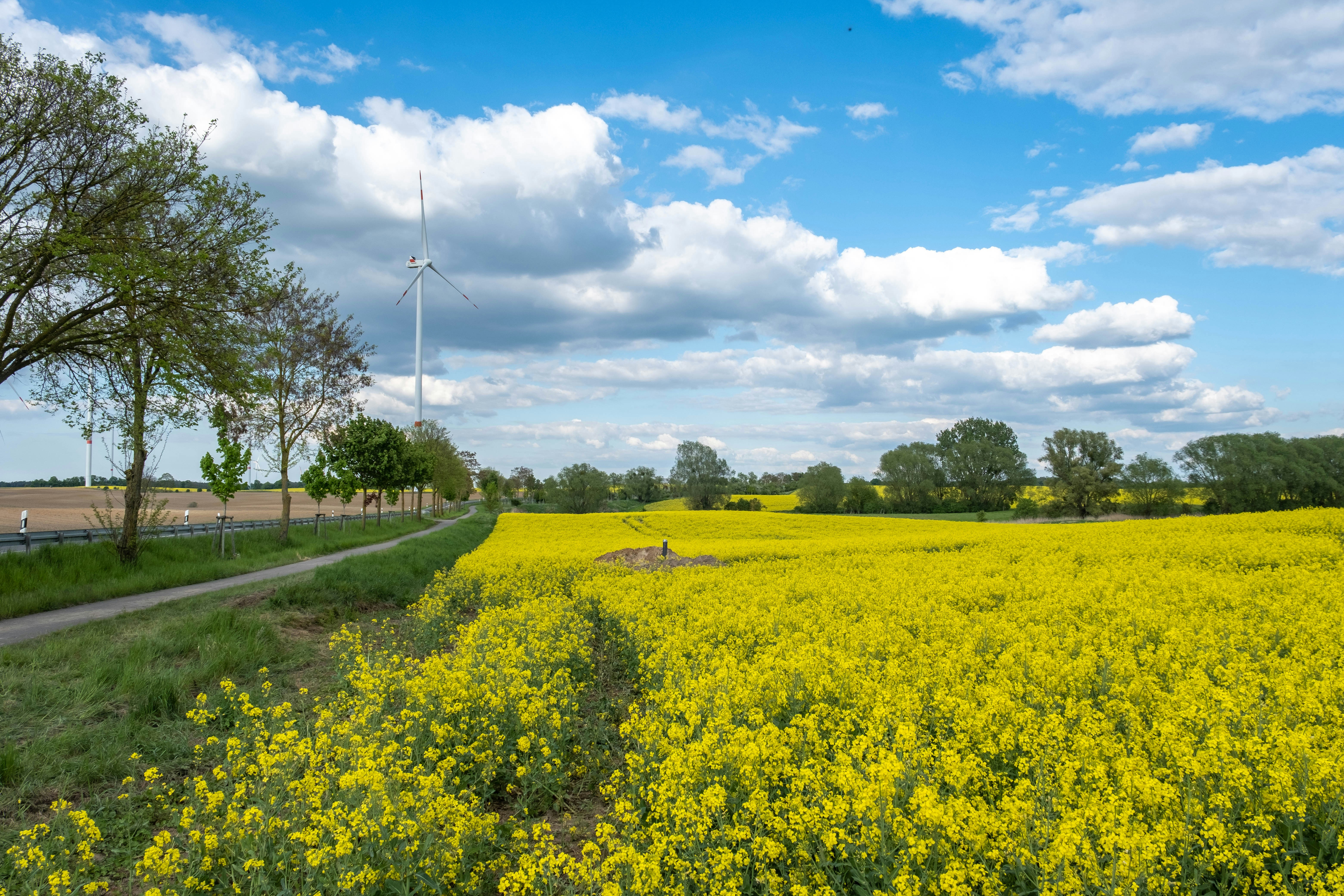 Golden Canola Horizon Under a Sky of Puffs and Wind