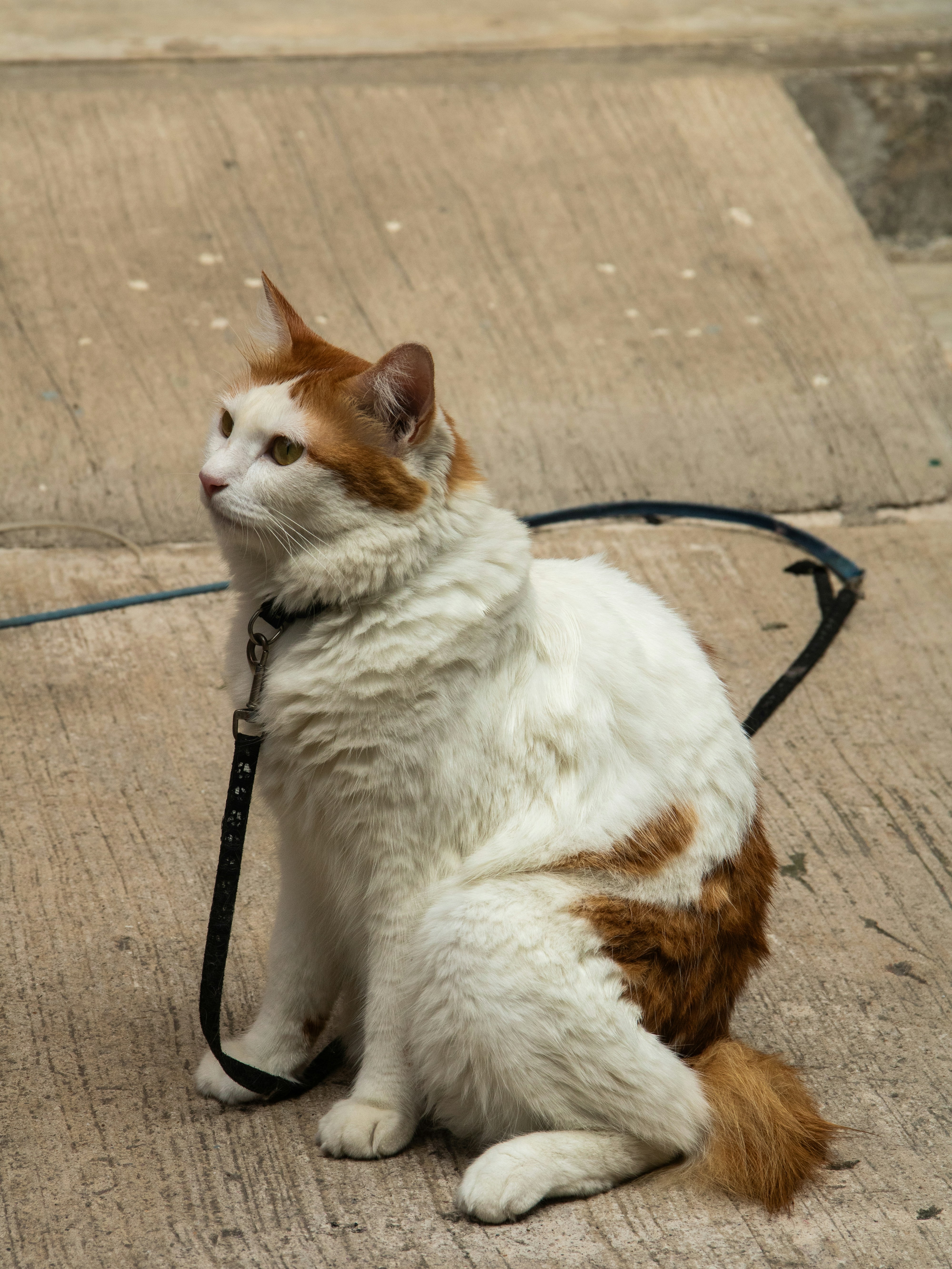 Portrait of a Calm Cat at the Edge of the Pavement
