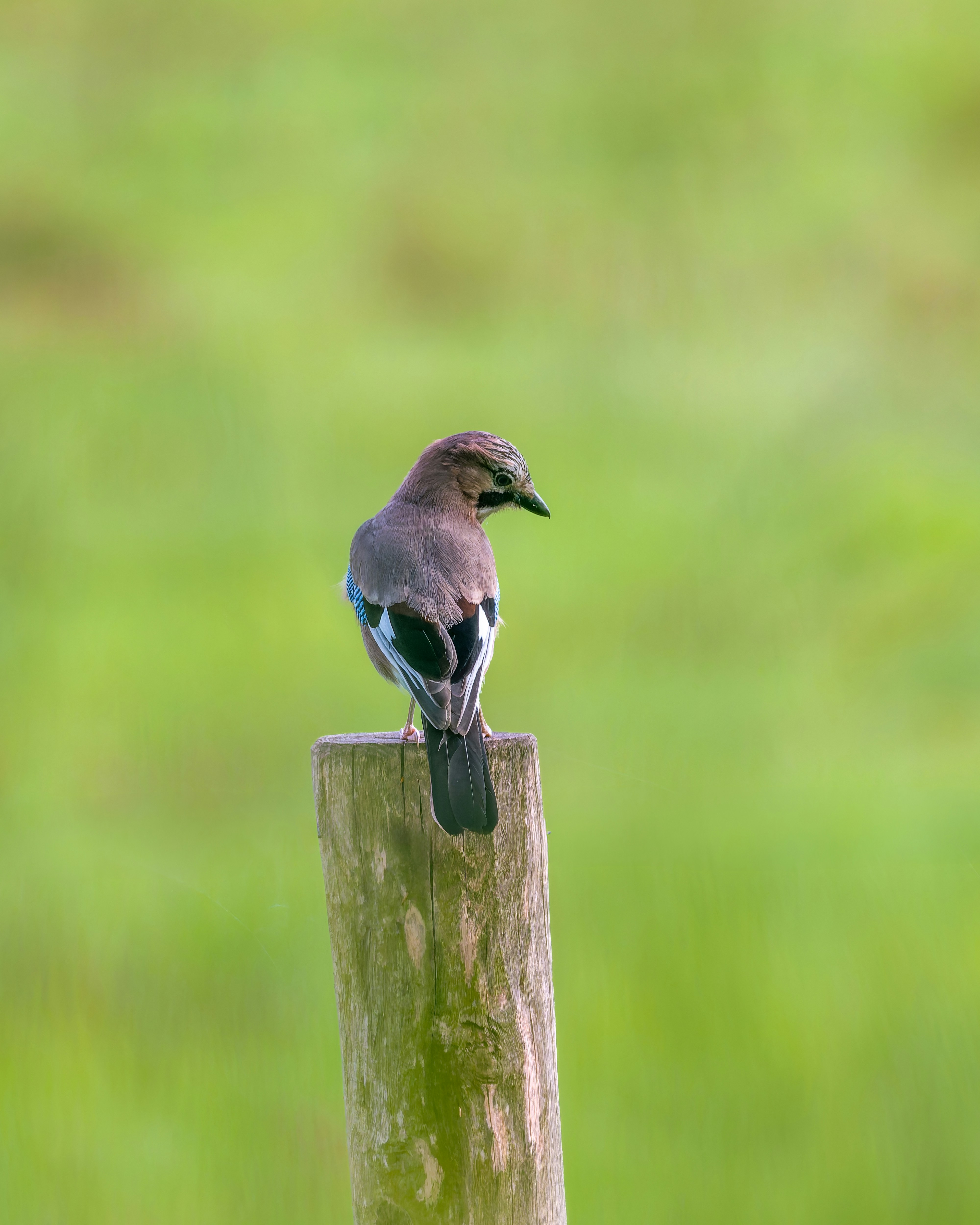 Perched on a Weathered Post: A Northern Bird in Quiet Focus