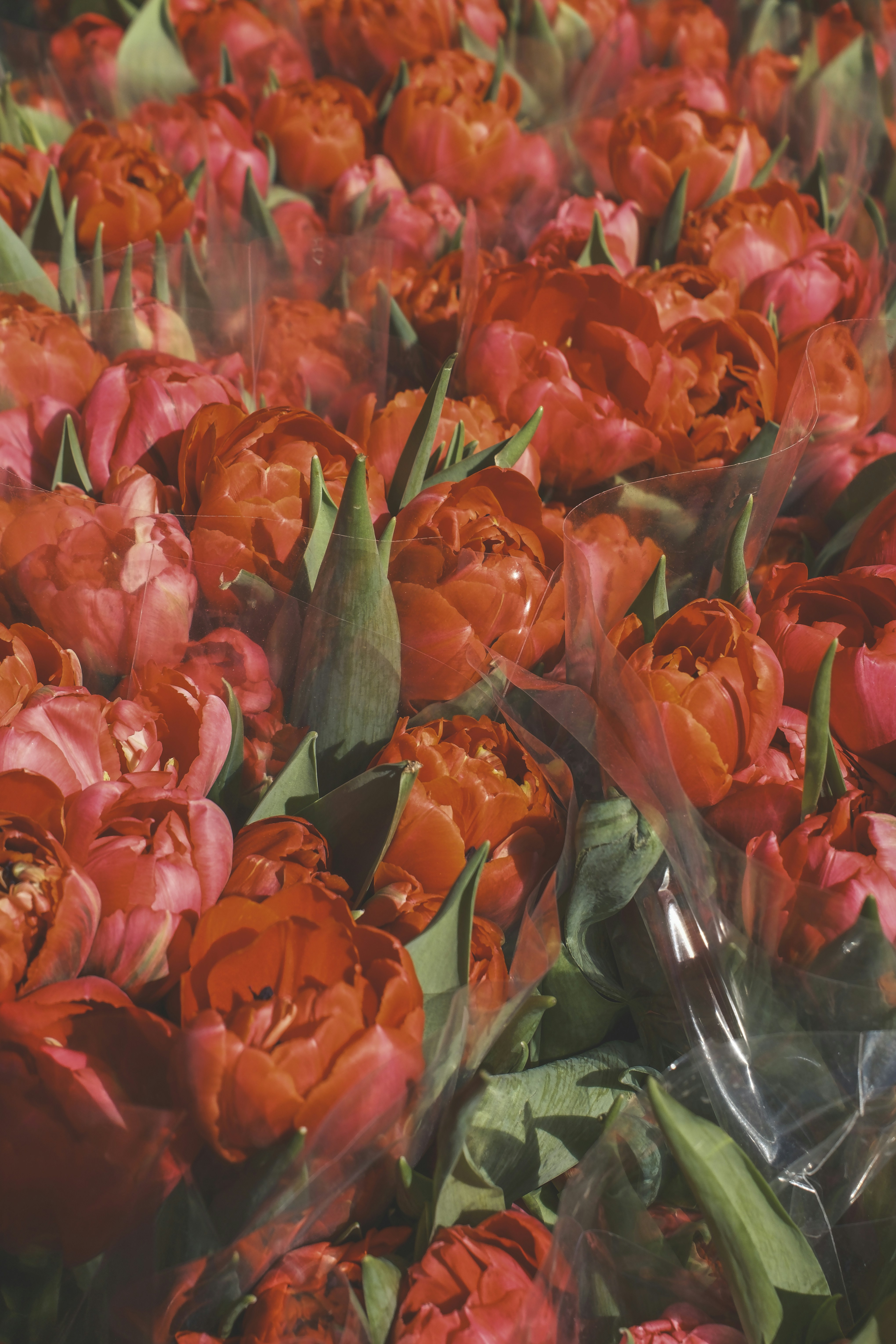 Crimson Tulip Forge: A Burst of Fresh Petals Through Clear Plastic Wrap