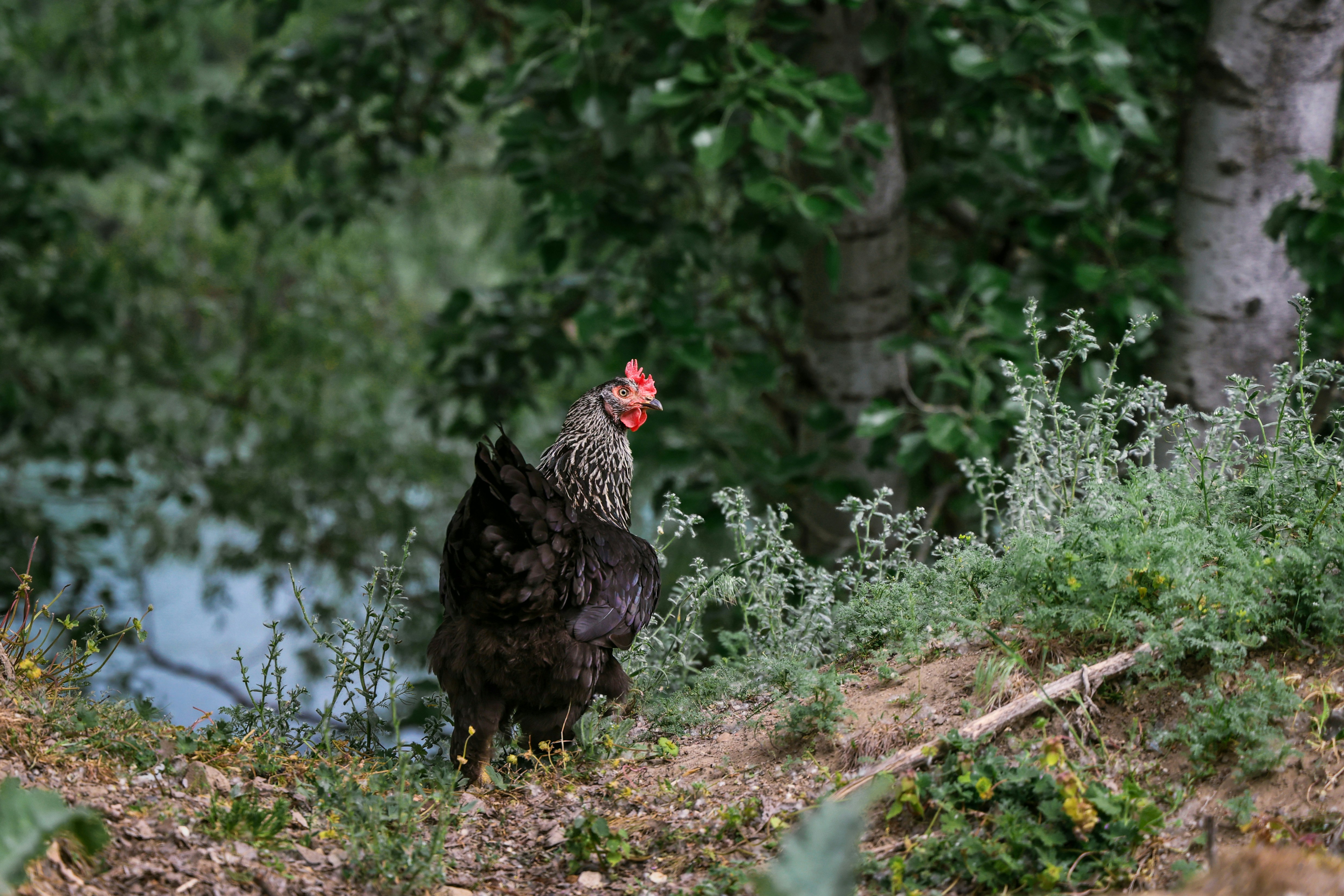 Roost by the Brush: A hen on a sunlit woodland path