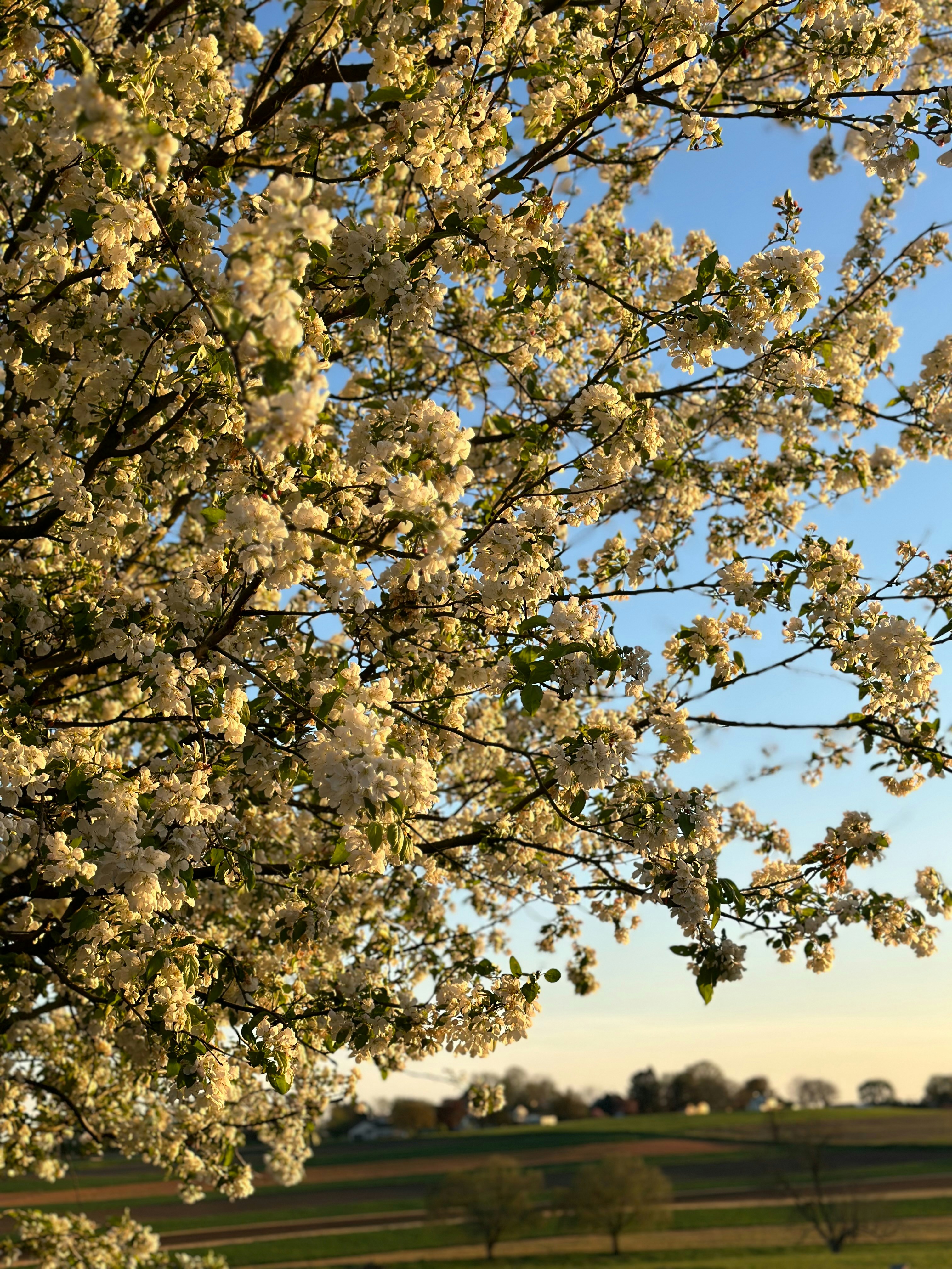 Blossoms in a Blue Spring Sky