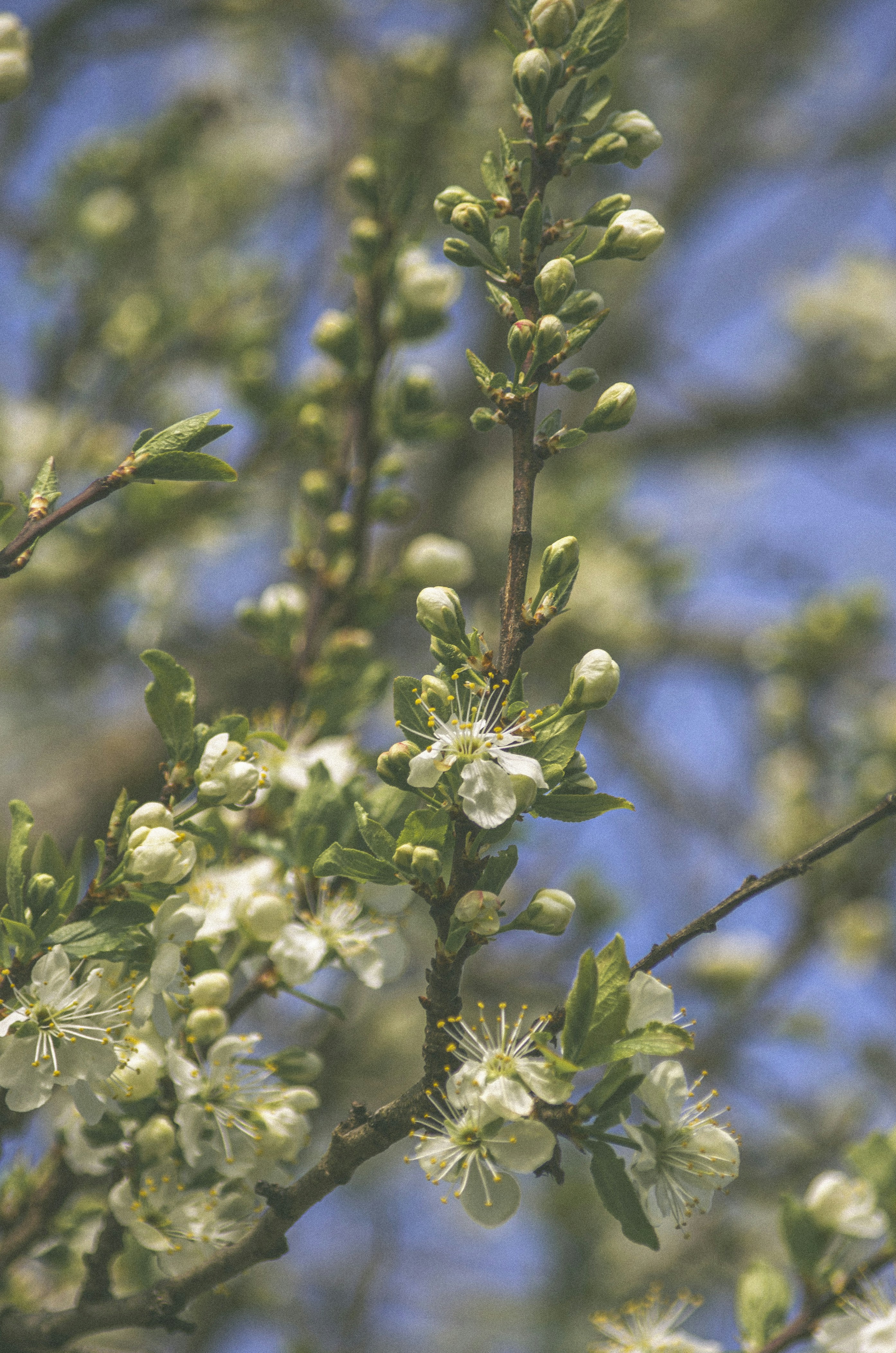 Blooming Whispers: White Blossoms on a Spring Branch