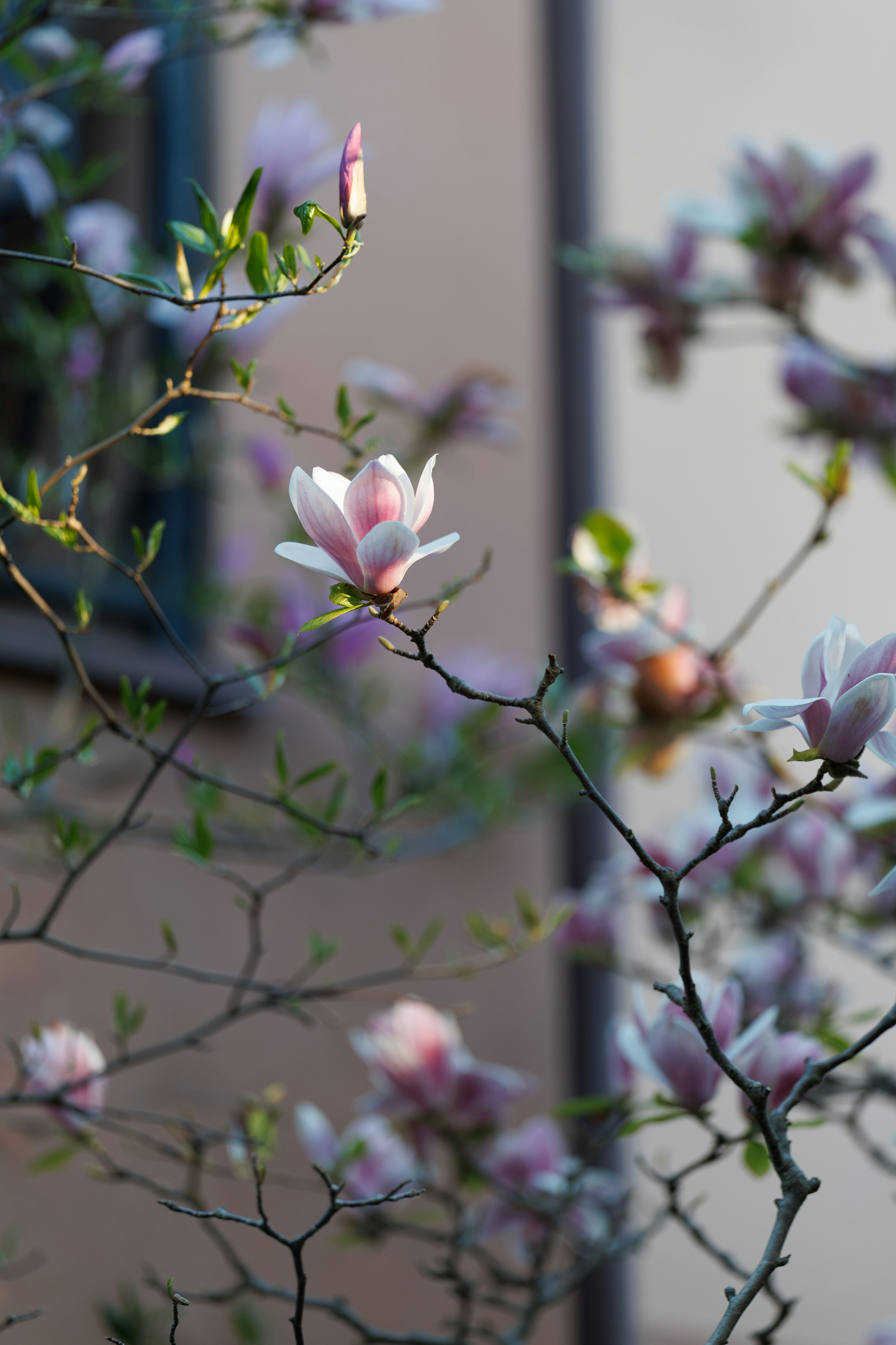 Soft Magnolia in Focus Against Urban Blur