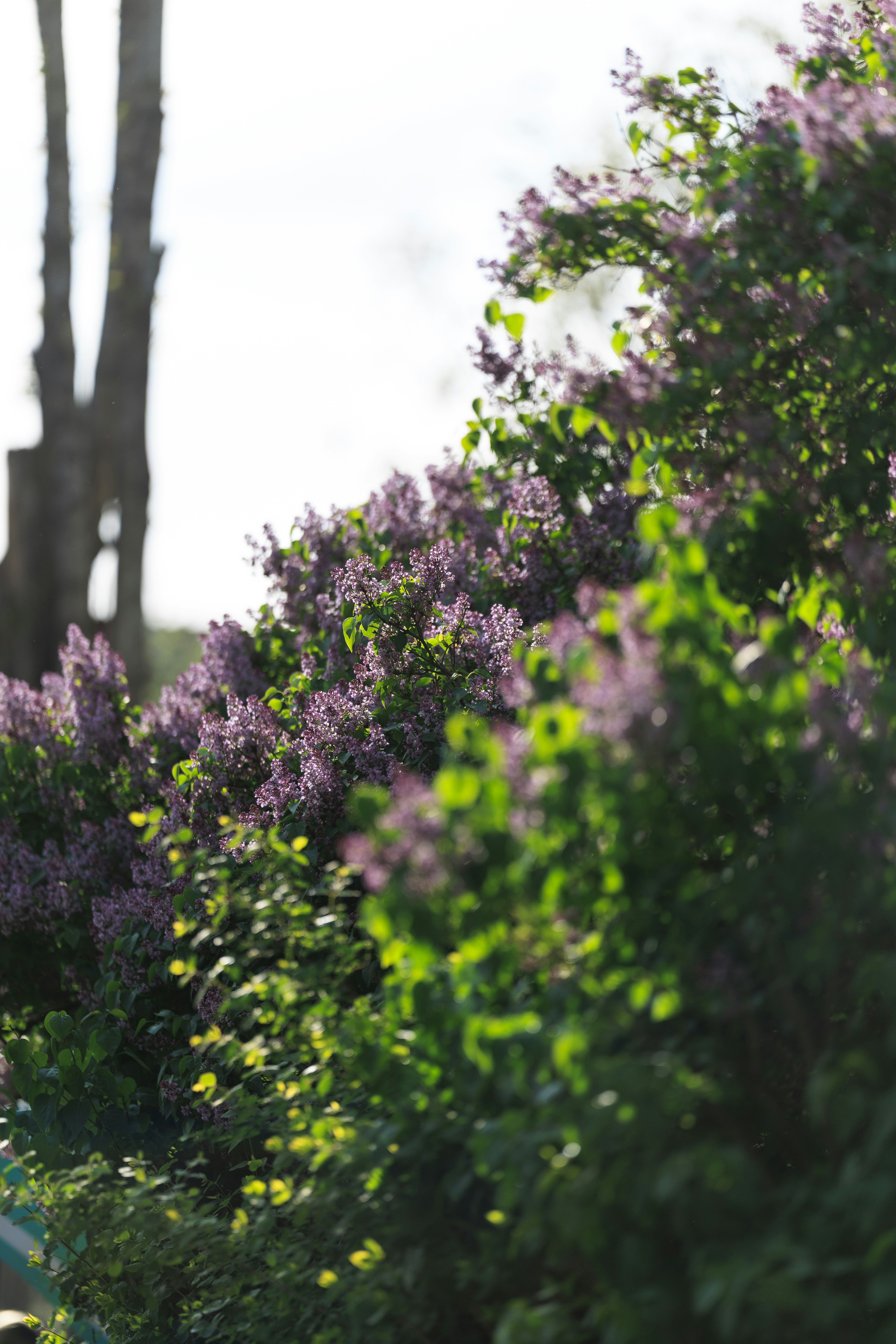 Lilac Reverie Along a Backlit Hedge