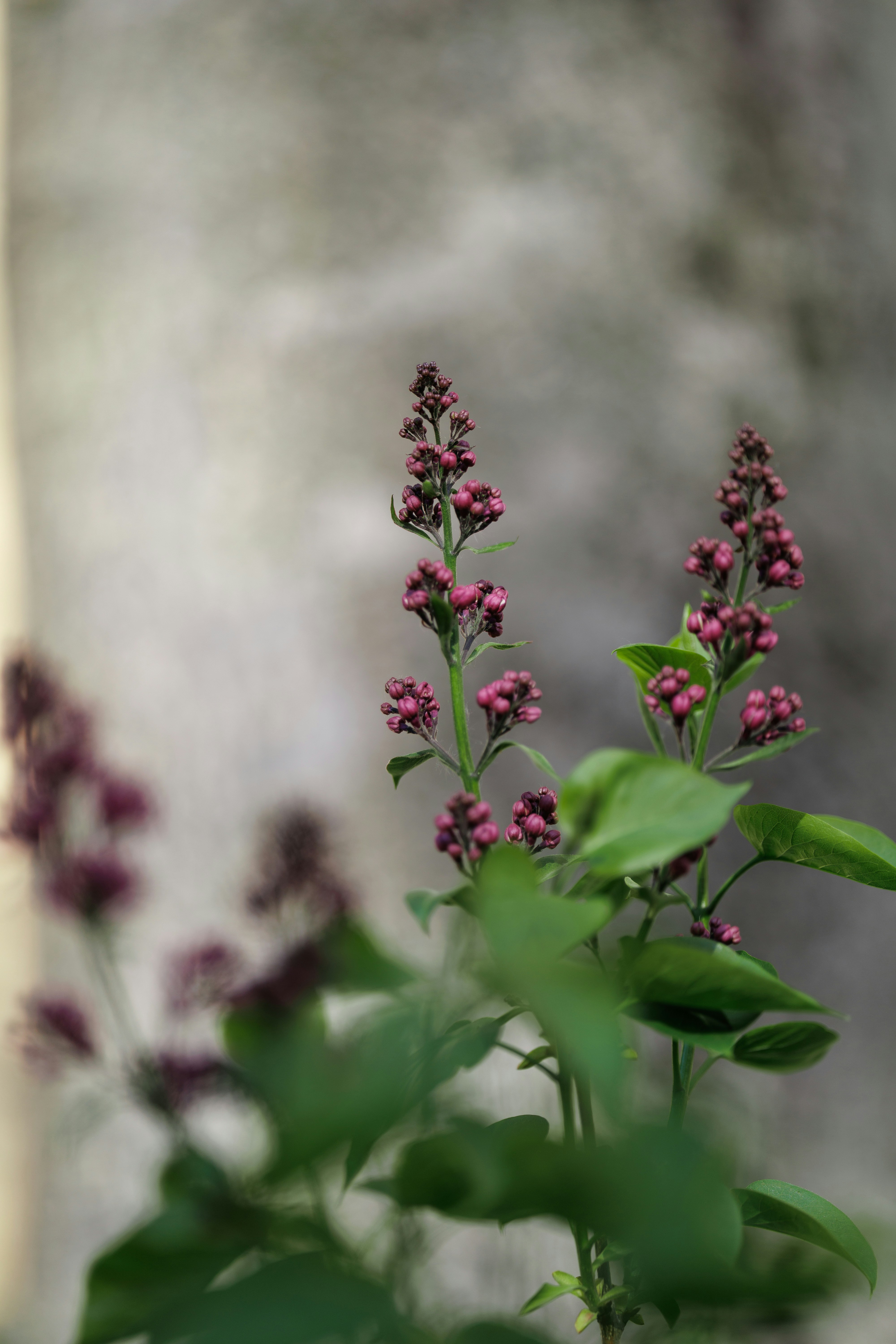 Pink Buds in Soft Focus: A Quiet Garden Moment