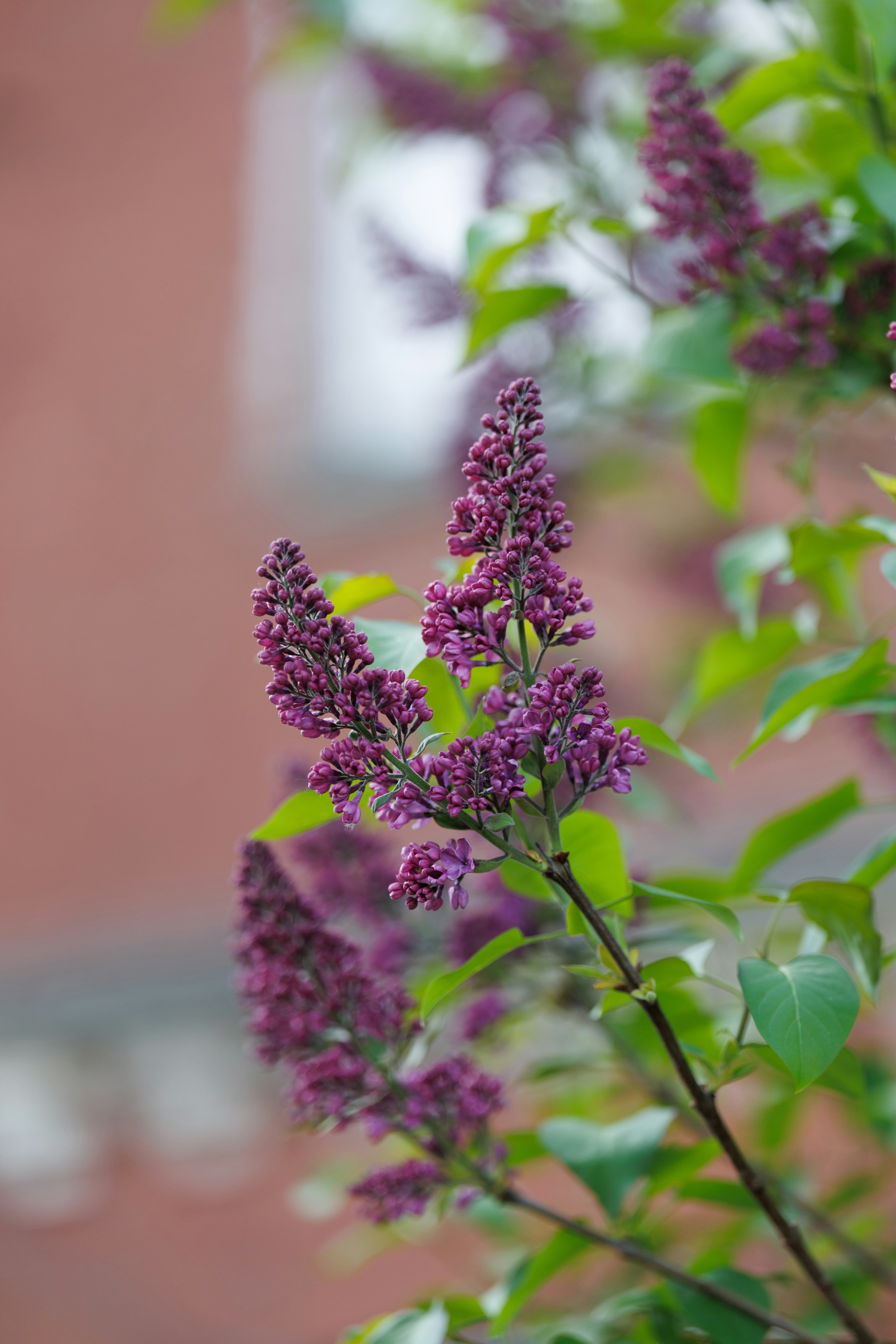 Purple Lilac Bursts on a Green Stem