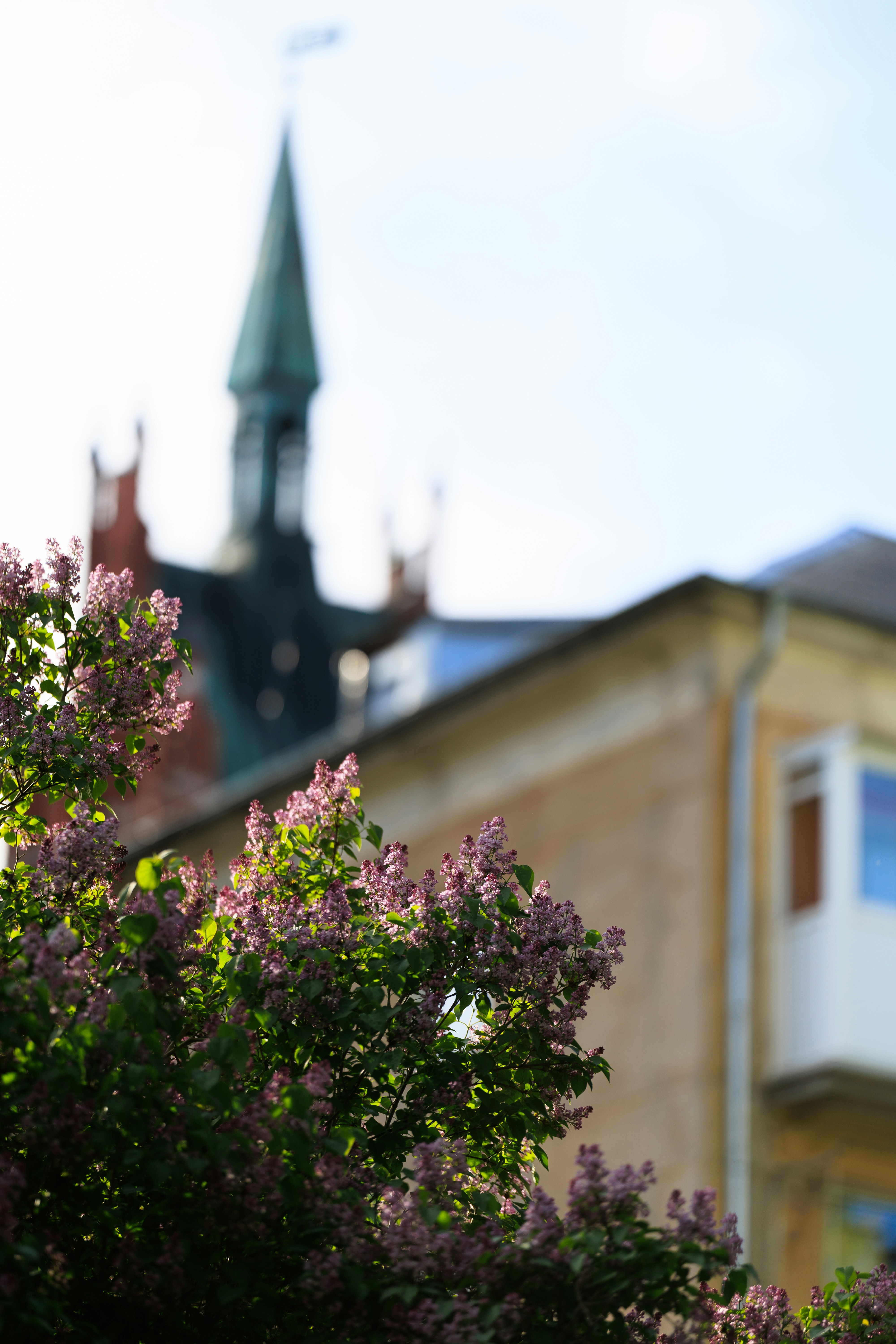 Lilac in Focus: Urban Architecture Framed by Spring Blooms