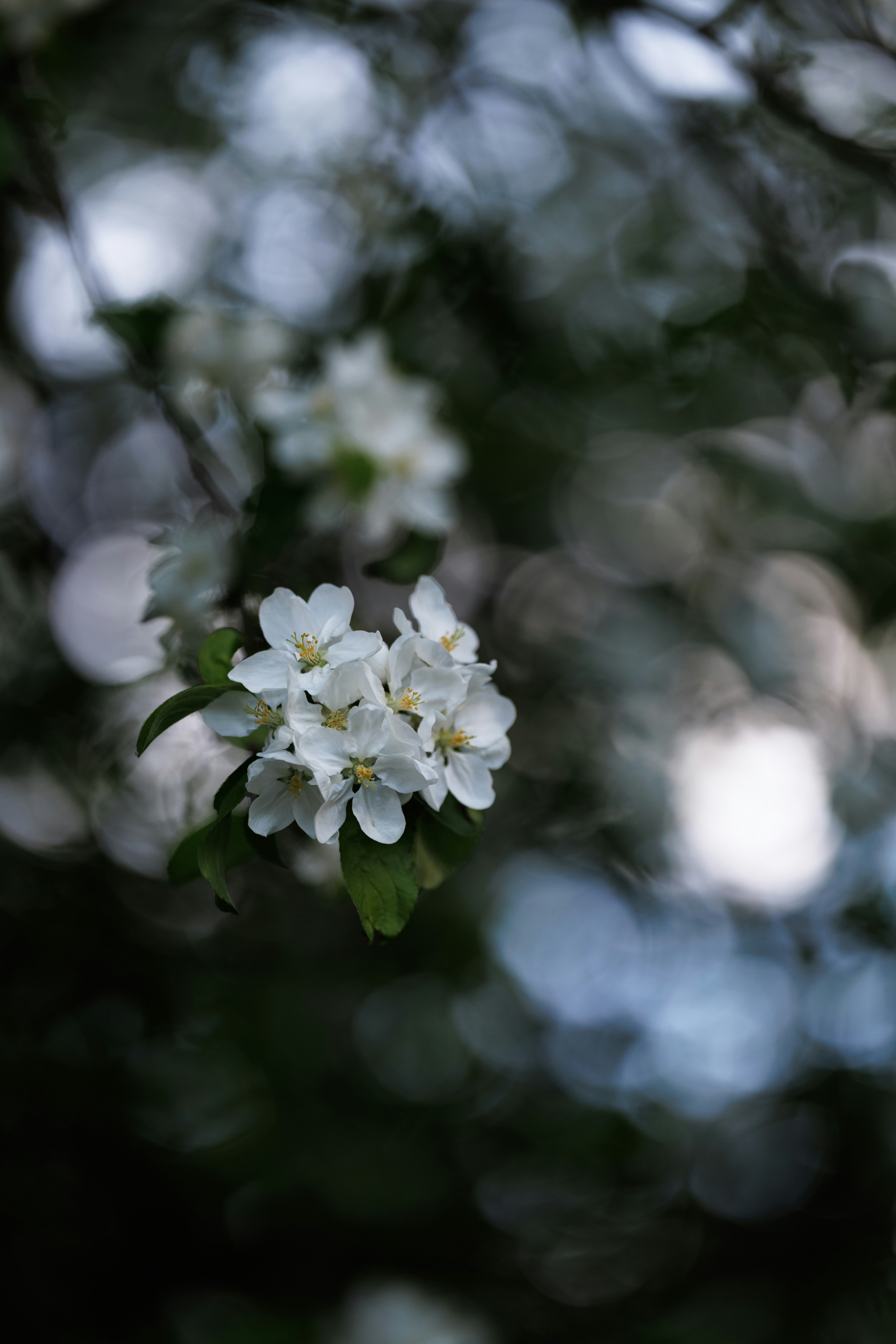 White blossoms in soft bokeh on a sun-dappled branch