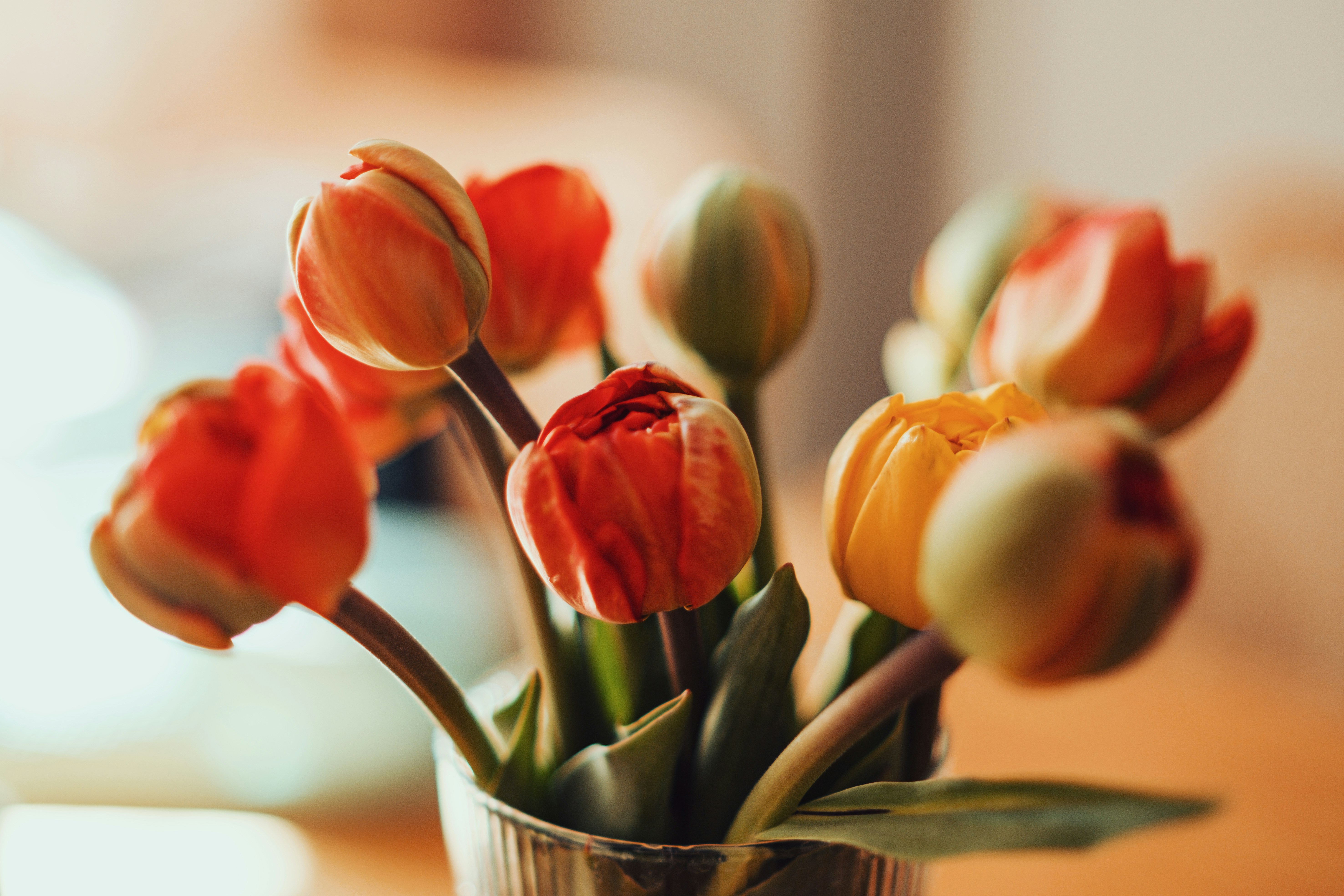 Soft Glow Tulip Cluster in Gentle Morning Light