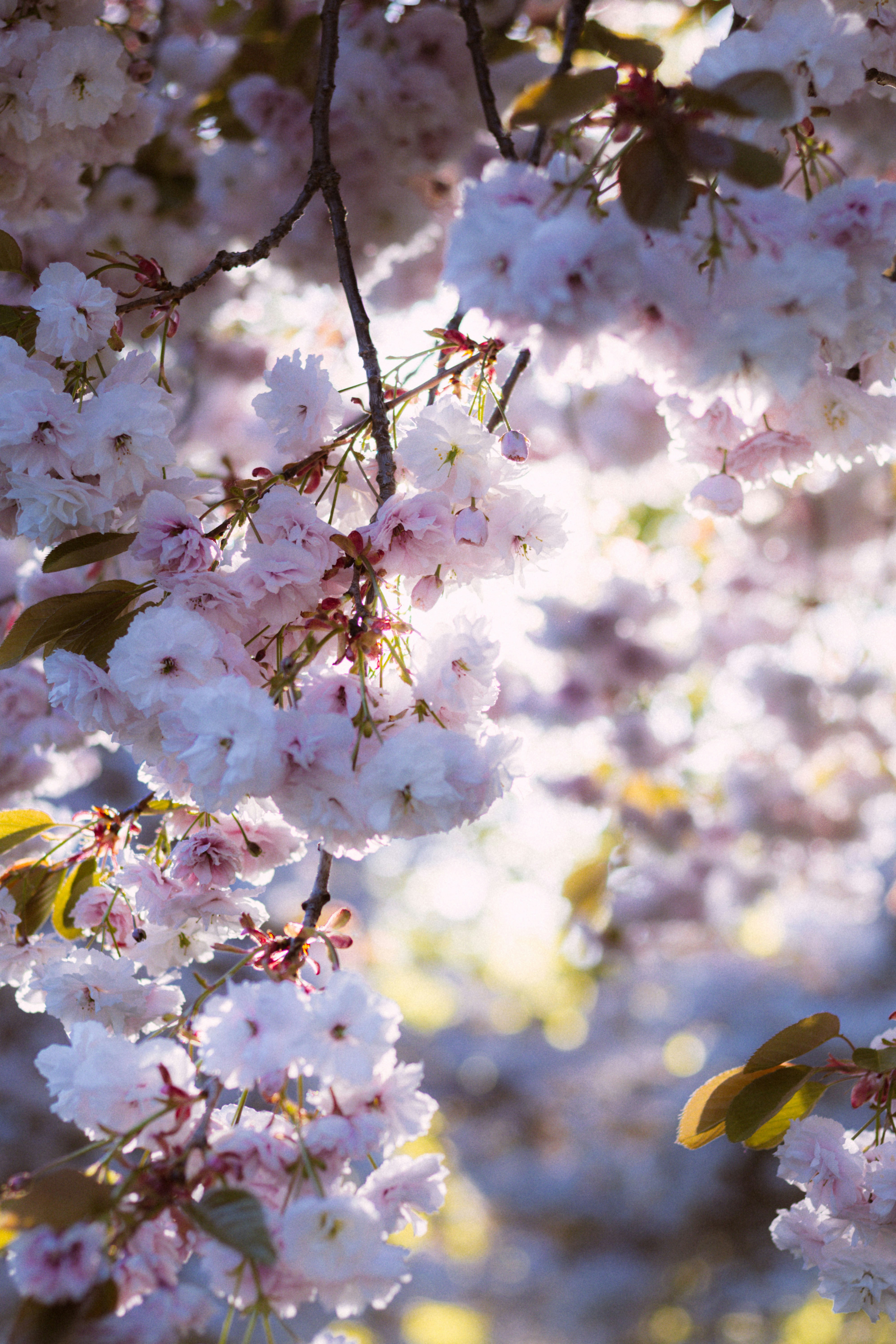 Blossoms in Soft Focus: Spring Light Through Cherry Petals