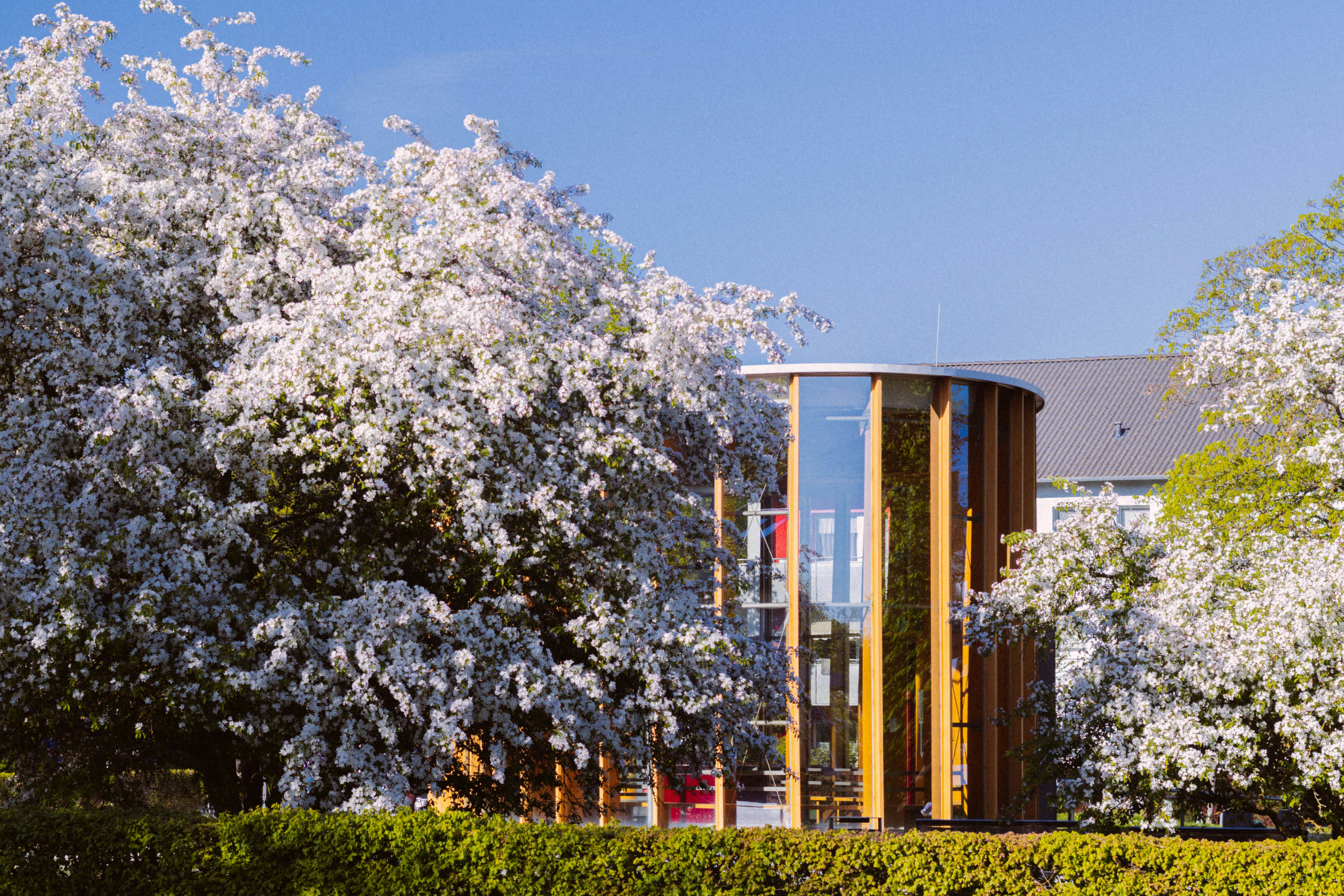 Blooming Courtyard: A Glass-Walled Campus Atrium Framed by White Blossom Trees