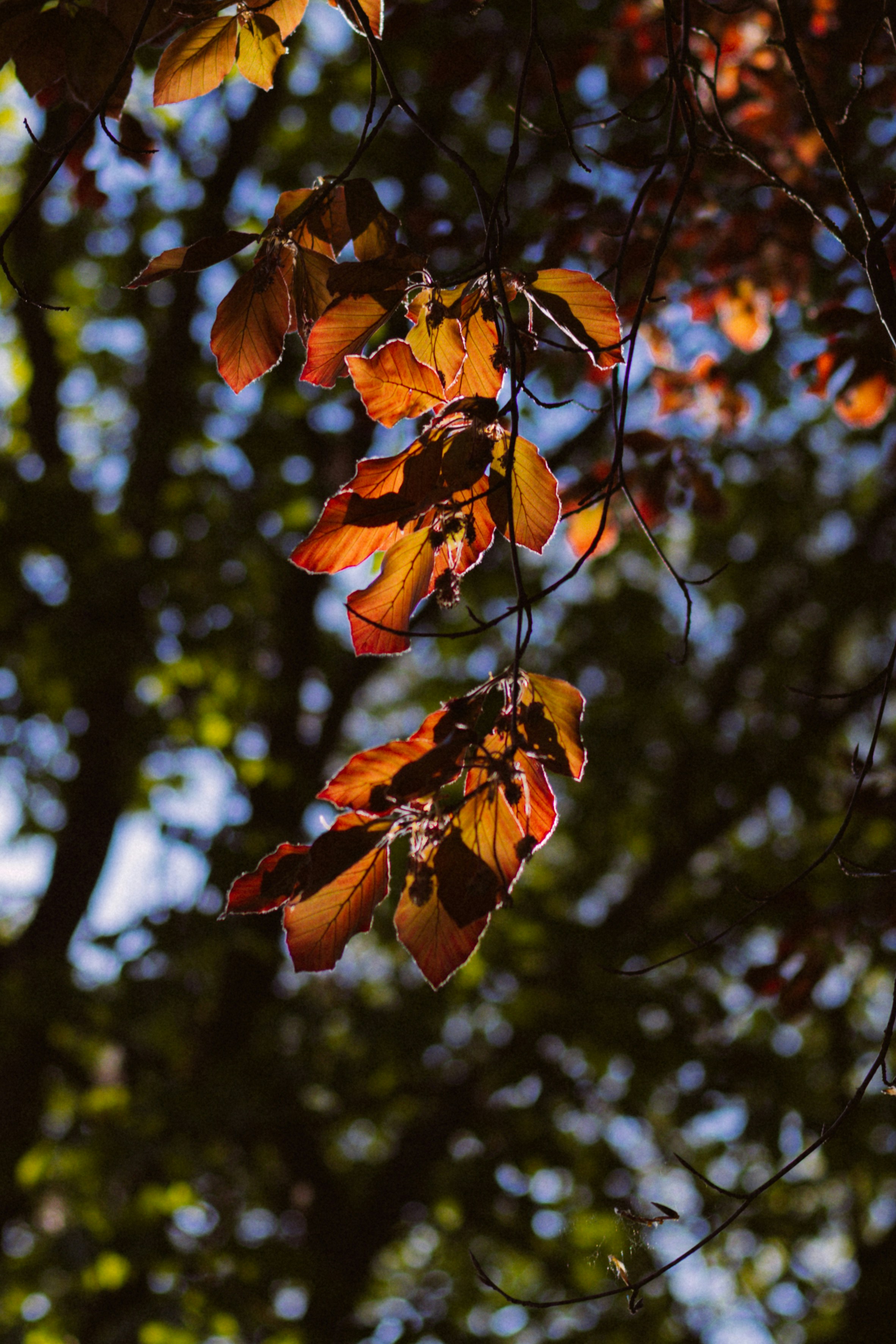 Autumnal Cascade: Amber Leaves in Dappled Woodland Light