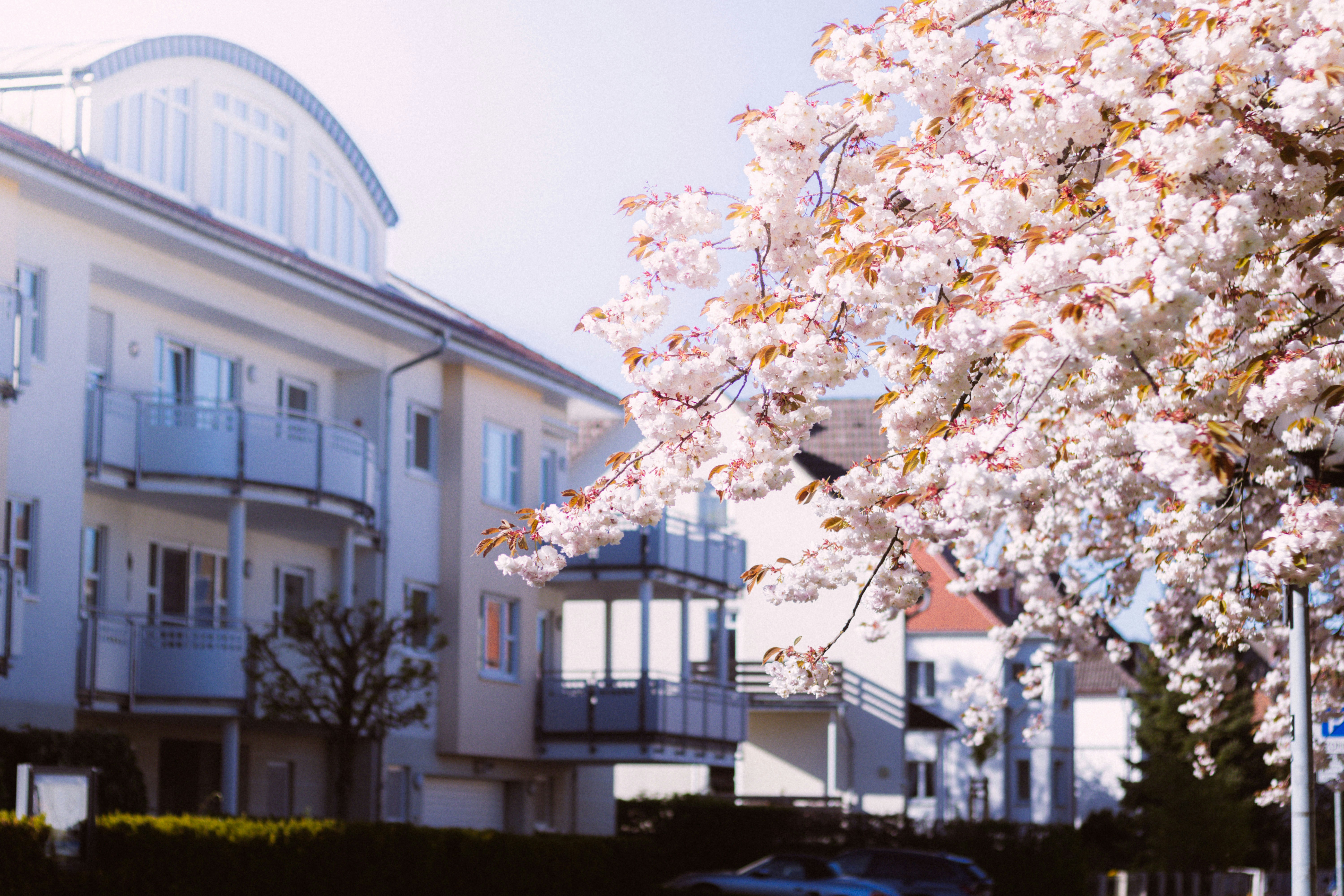 Blossoms at the Edge of a Quiet Street