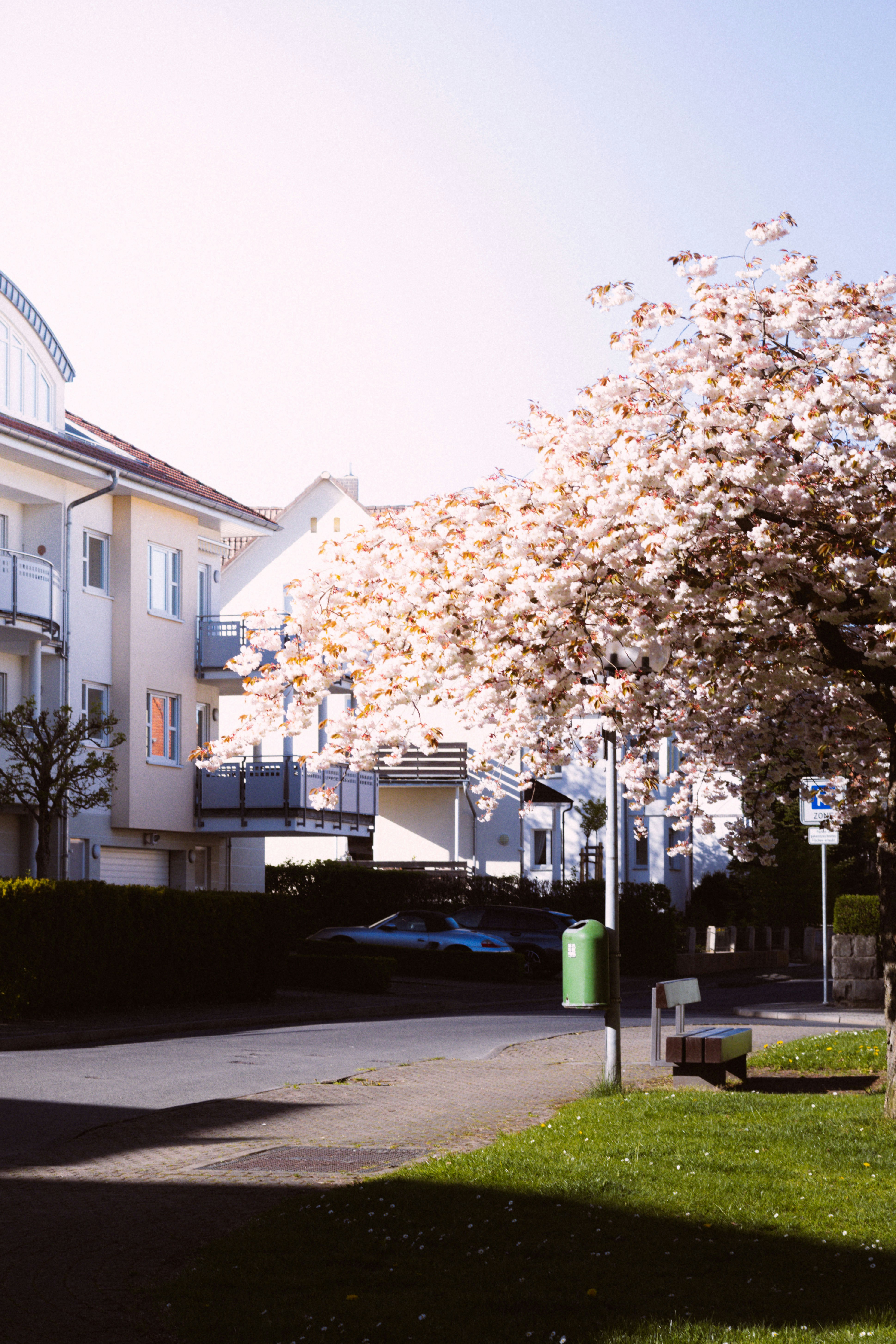 Blossoms Over the Quiet Street