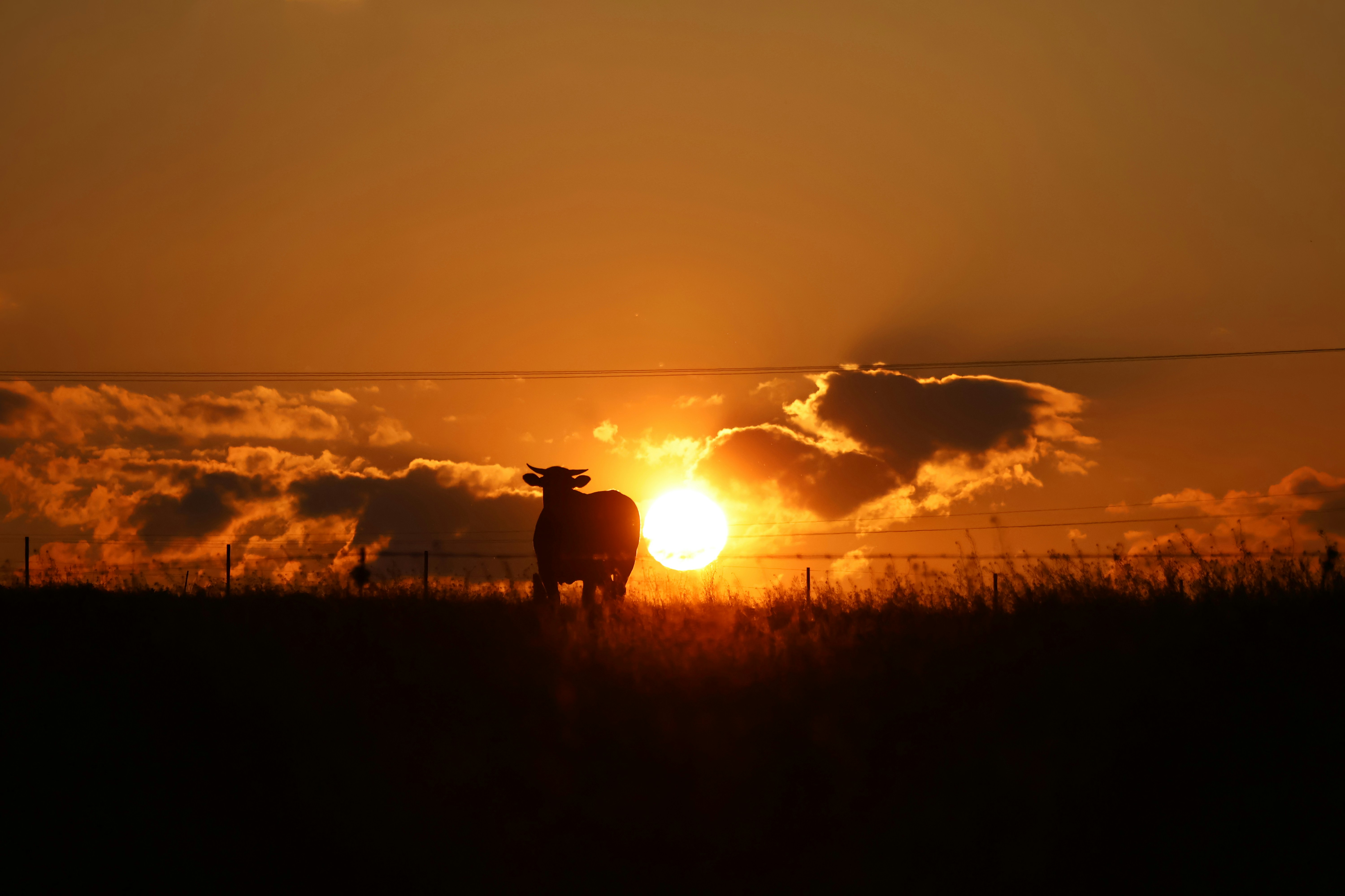 Sunlit Silhouette: A Lone Cow on a Prairie Horizon